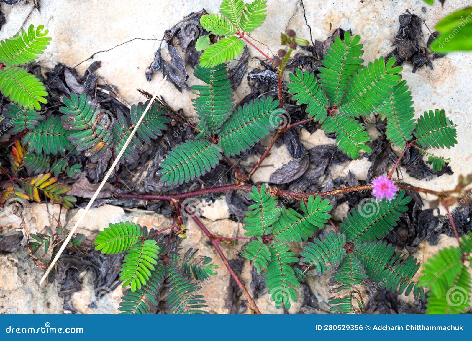 Sensitive Compound Leaf of Mimosa Pudica - Sensitive Plant, Sleeping ...