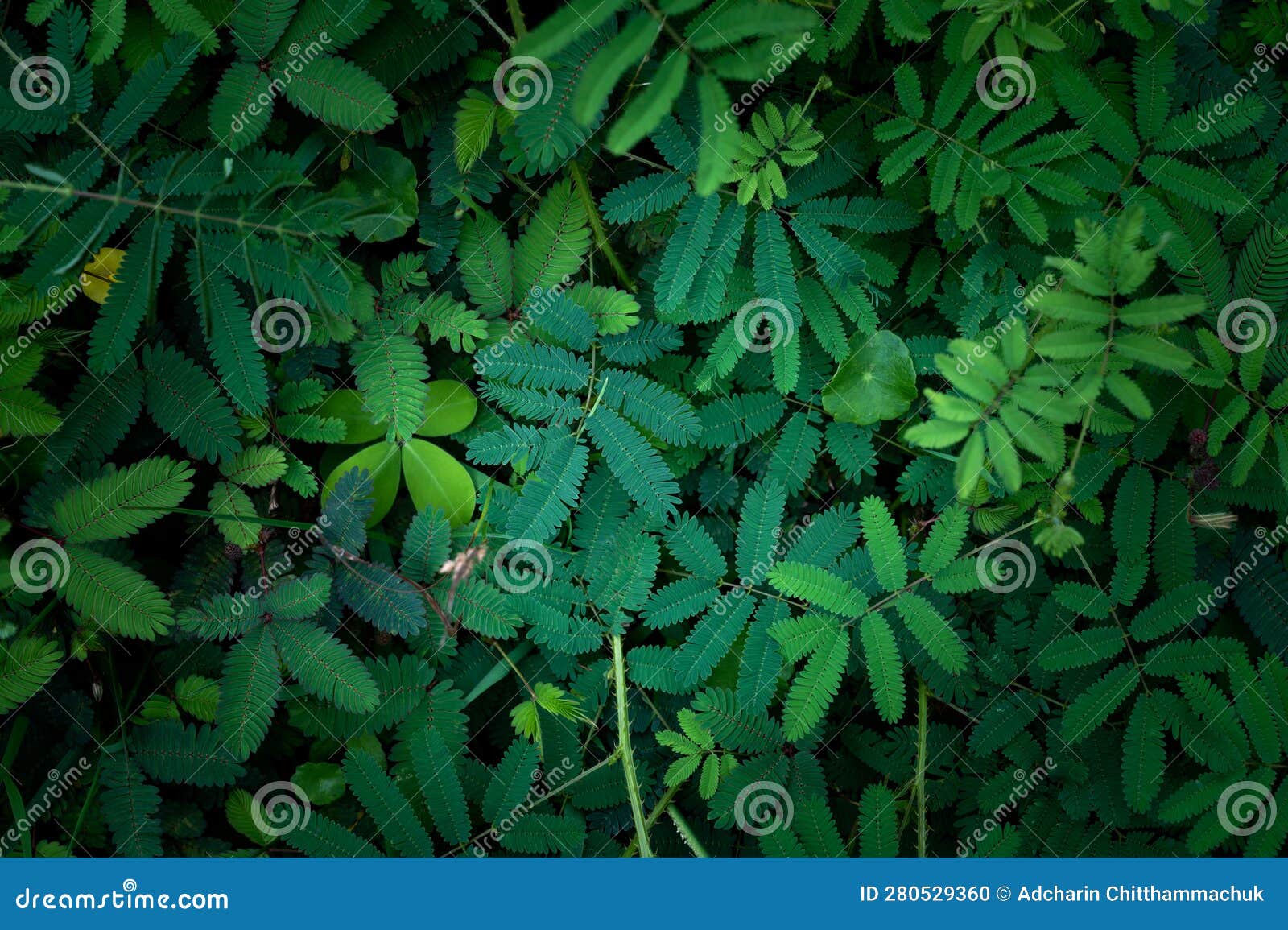 A Sensitive Compound Leaf Of Mimosa Pudica - Sensitive Plant, Shame ...