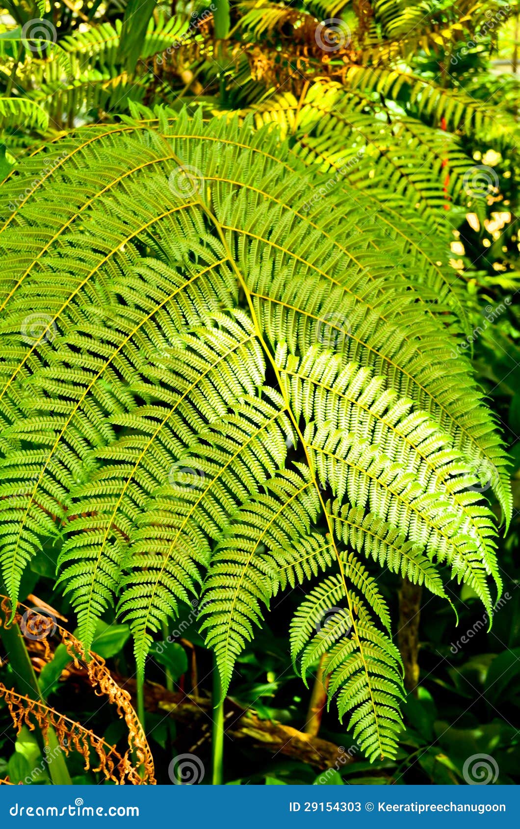 Sensitive Fern Fronds stock image. Image of color, plants - 29154303