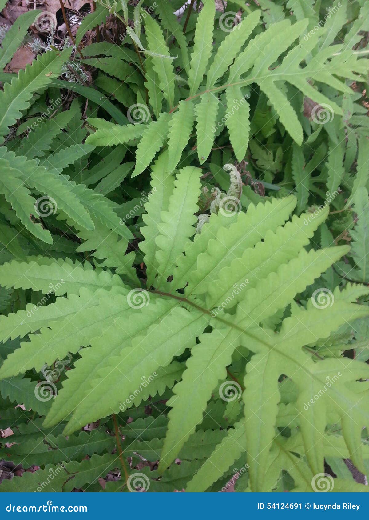 Sensitive fern stock image. Image of fronds, leaf, fern - 54124691
