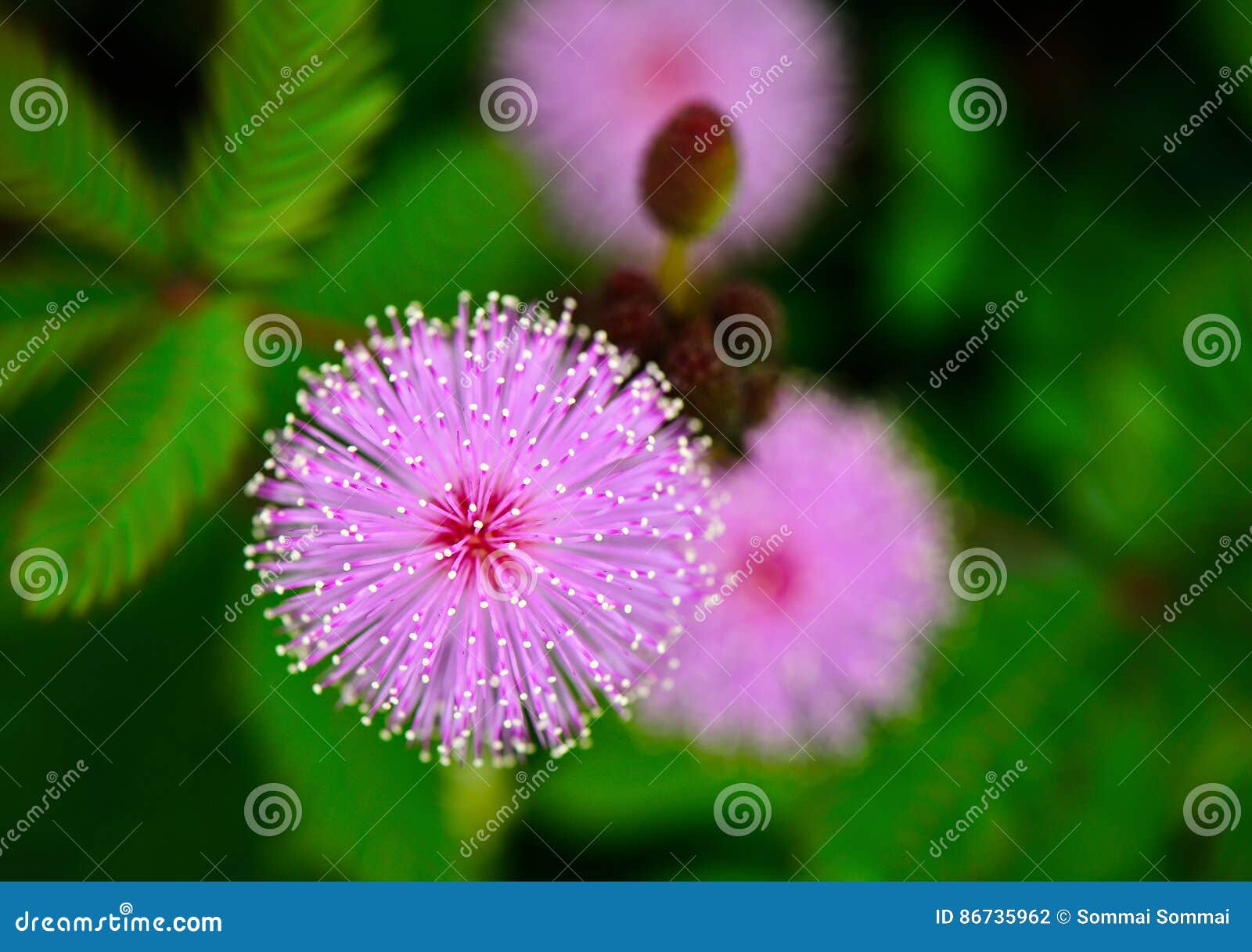 Sensitive plant flower stock photo. Image of beautiful - 86735962
