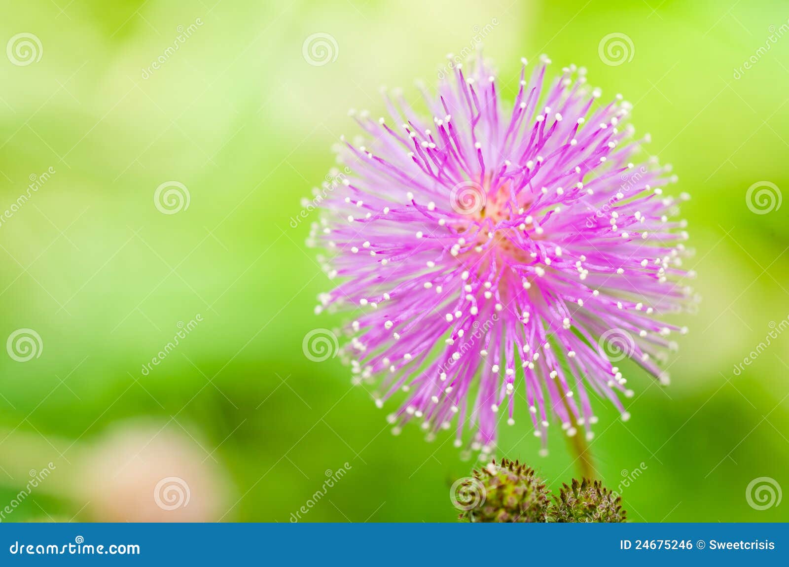 Sensitive Plant Flowers in the Green Nature Stock Photo - Image of ...