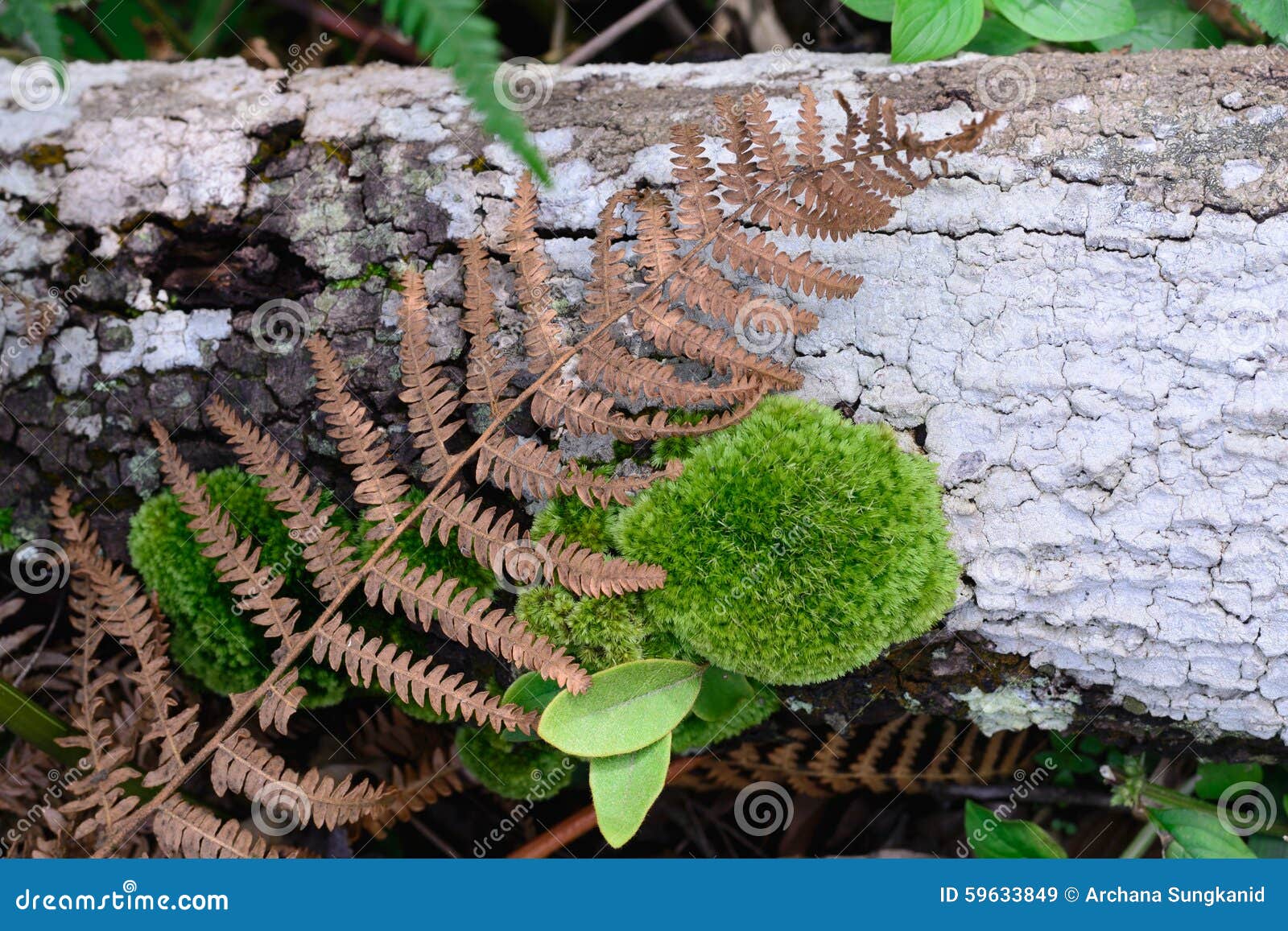 Sensitive Plant stock image. Image of abstract, wild - 59633849