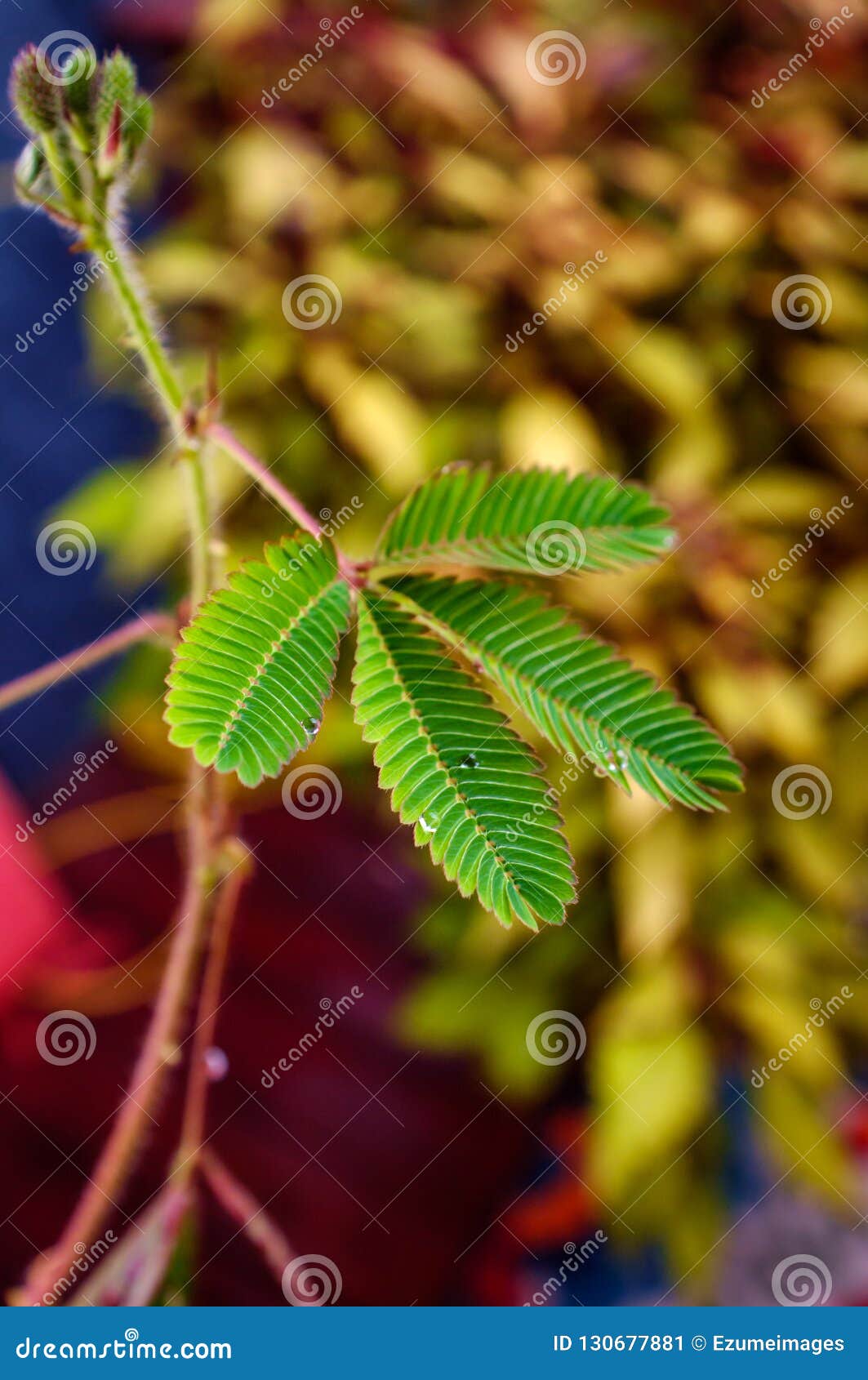 Sensitive Plant Leaves stock image. Image of plants - 130677881