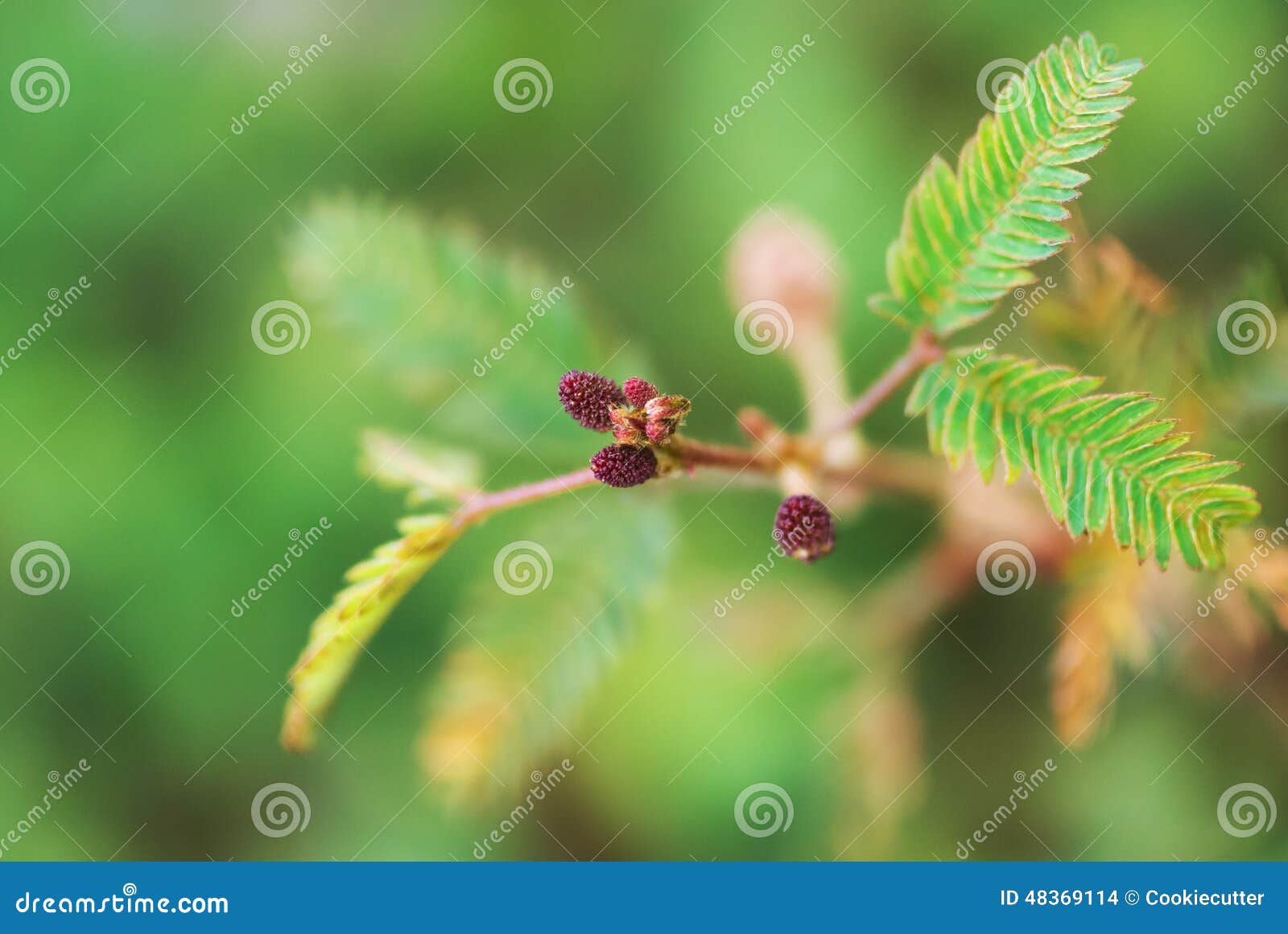 Sensitive plant stock photo. Image of plant, blossoming - 48369114
