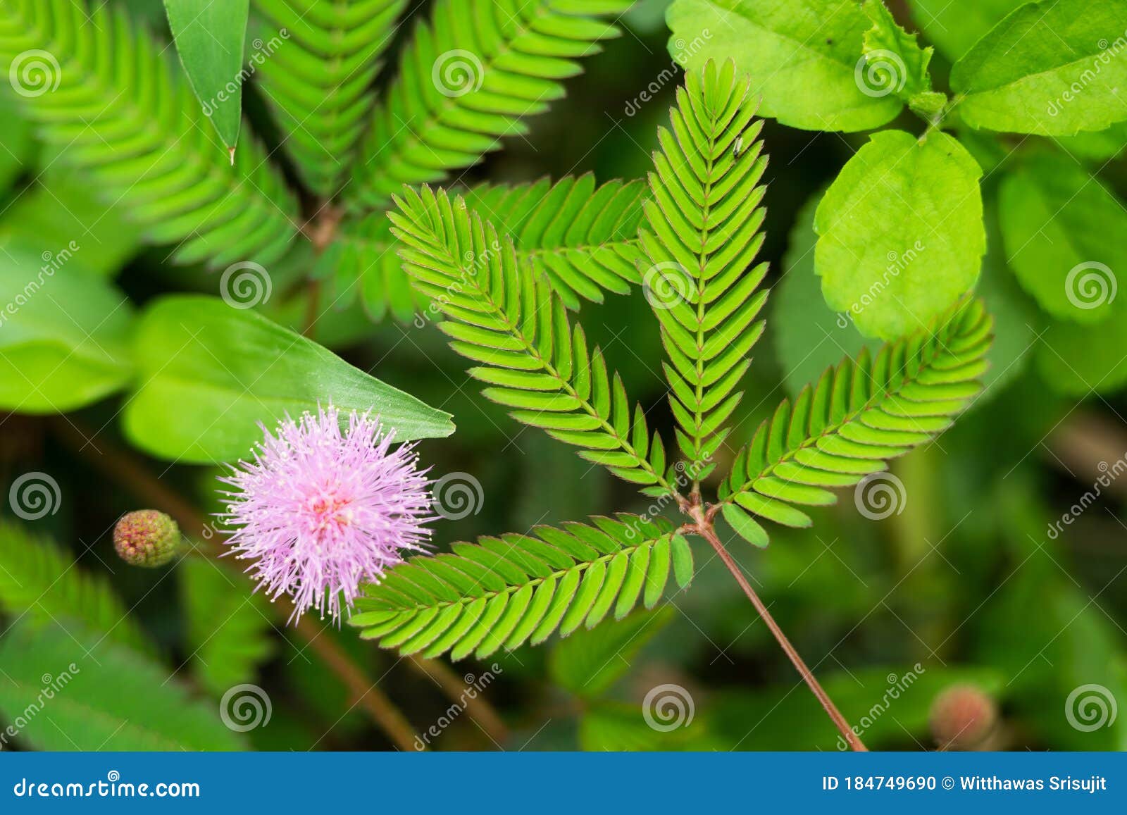 Sensitive Plant, Sleepy Plant or the Touch Me Not.herb Flower Stock ...