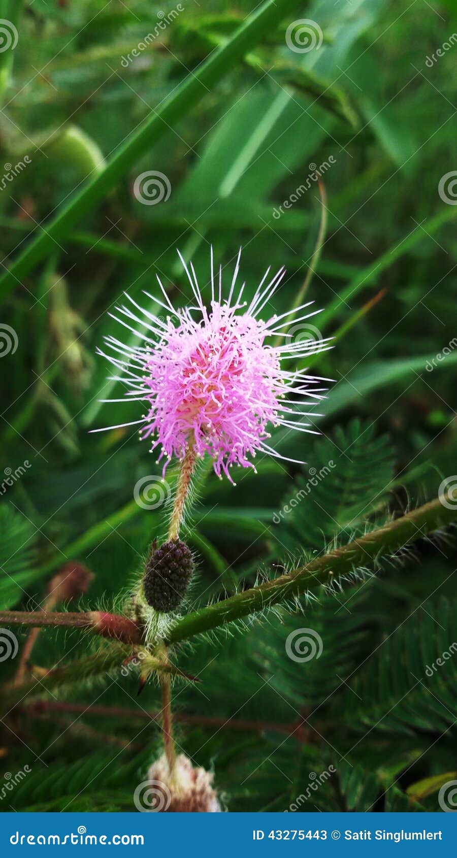 Sensitive plants stock image. Image of plants, color - 43275443