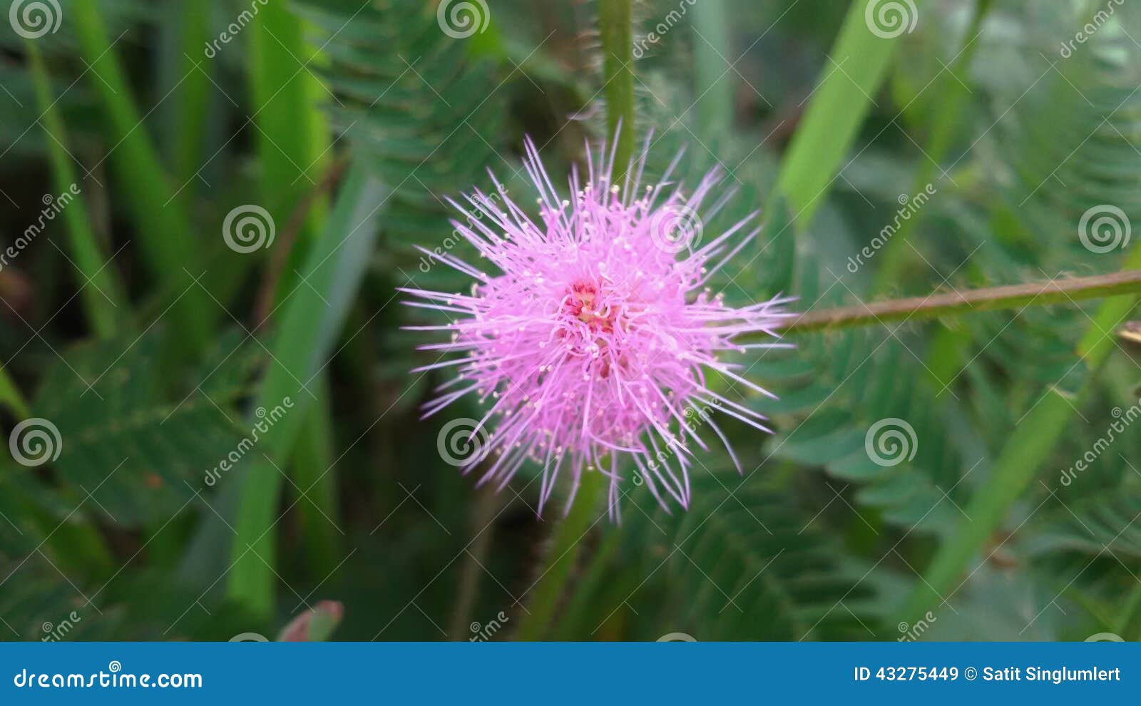 Sensitive plants stock image. Image of plant, thistle - 43275449