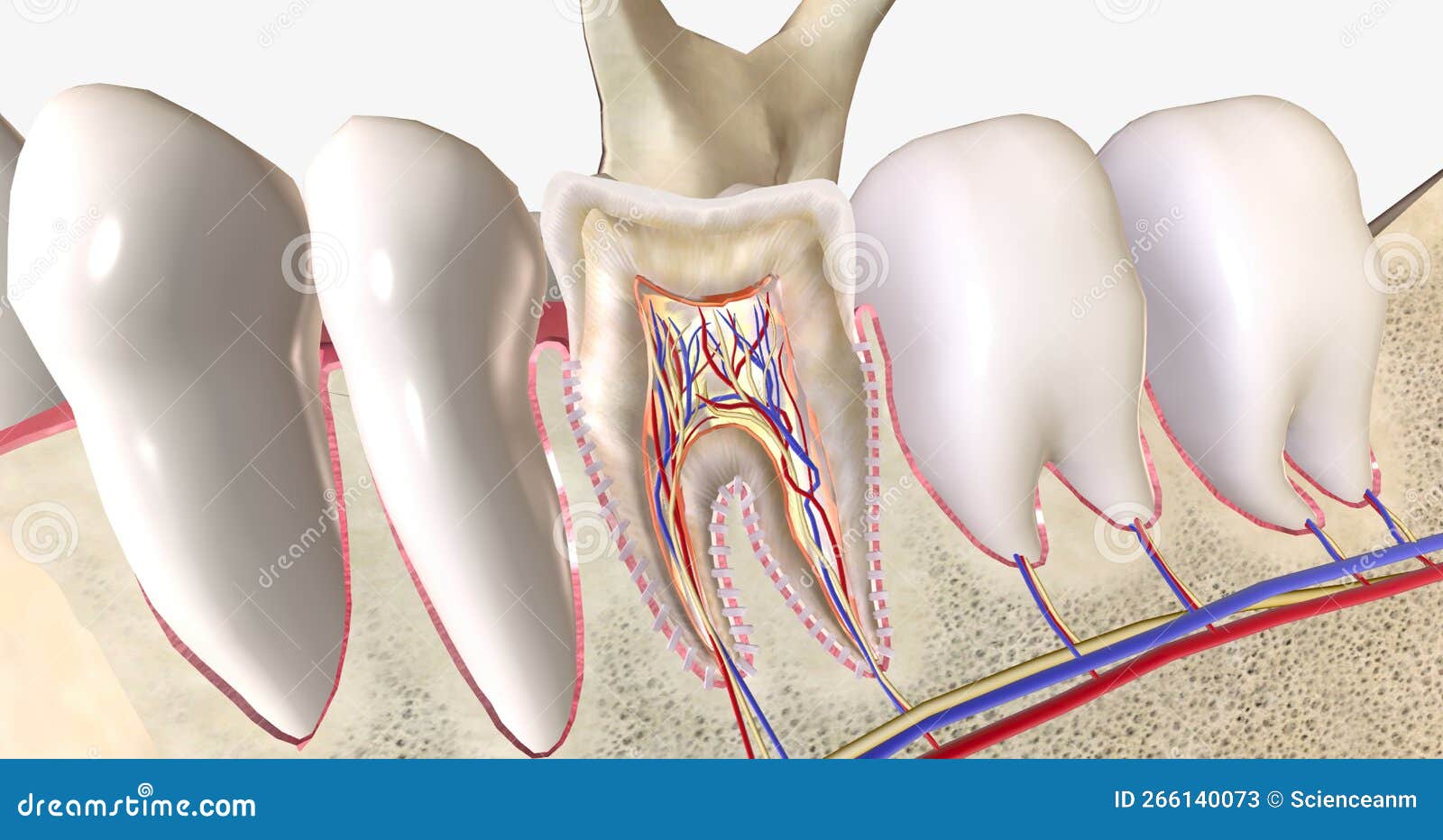 Sensitive Teeth is a Common Dental Condition Characterized by Sharp ...