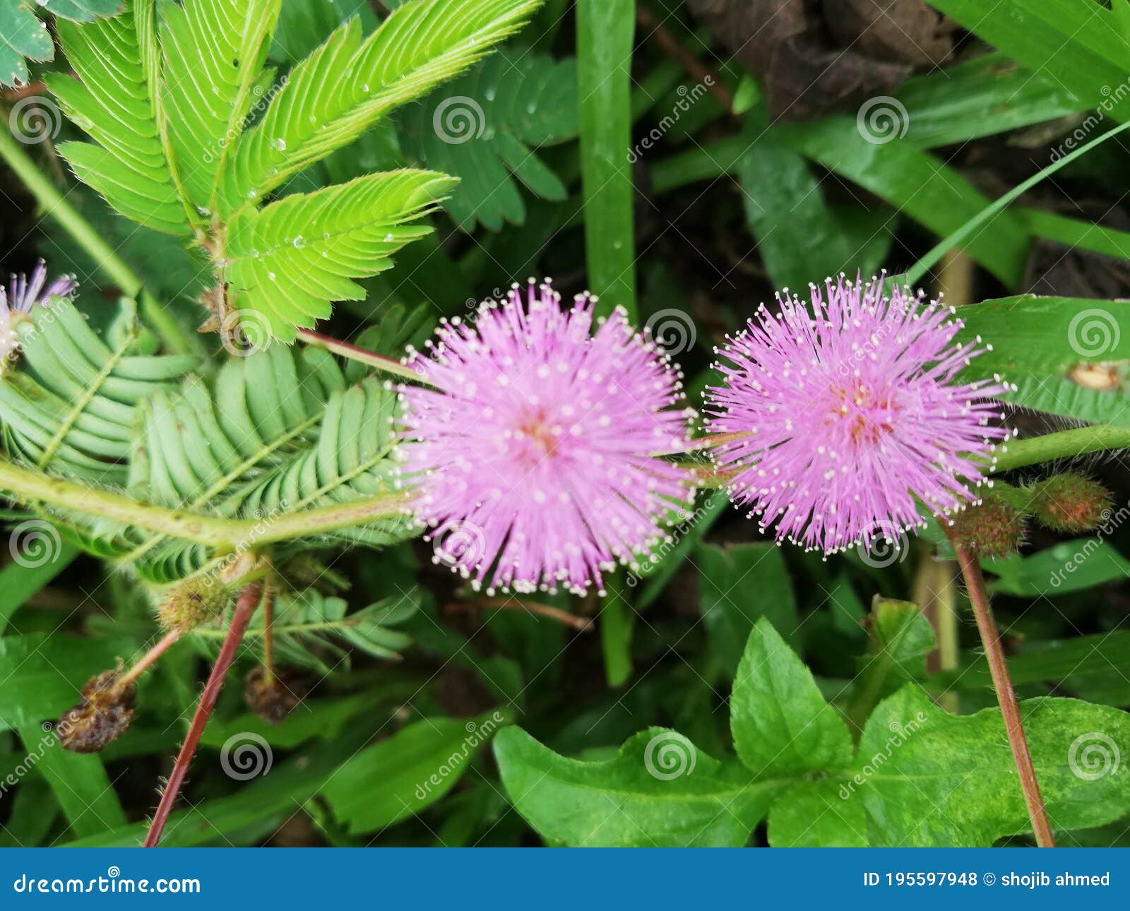 A Sensitive Tree with Flower Stock Photo - Image of lilac, produce ...