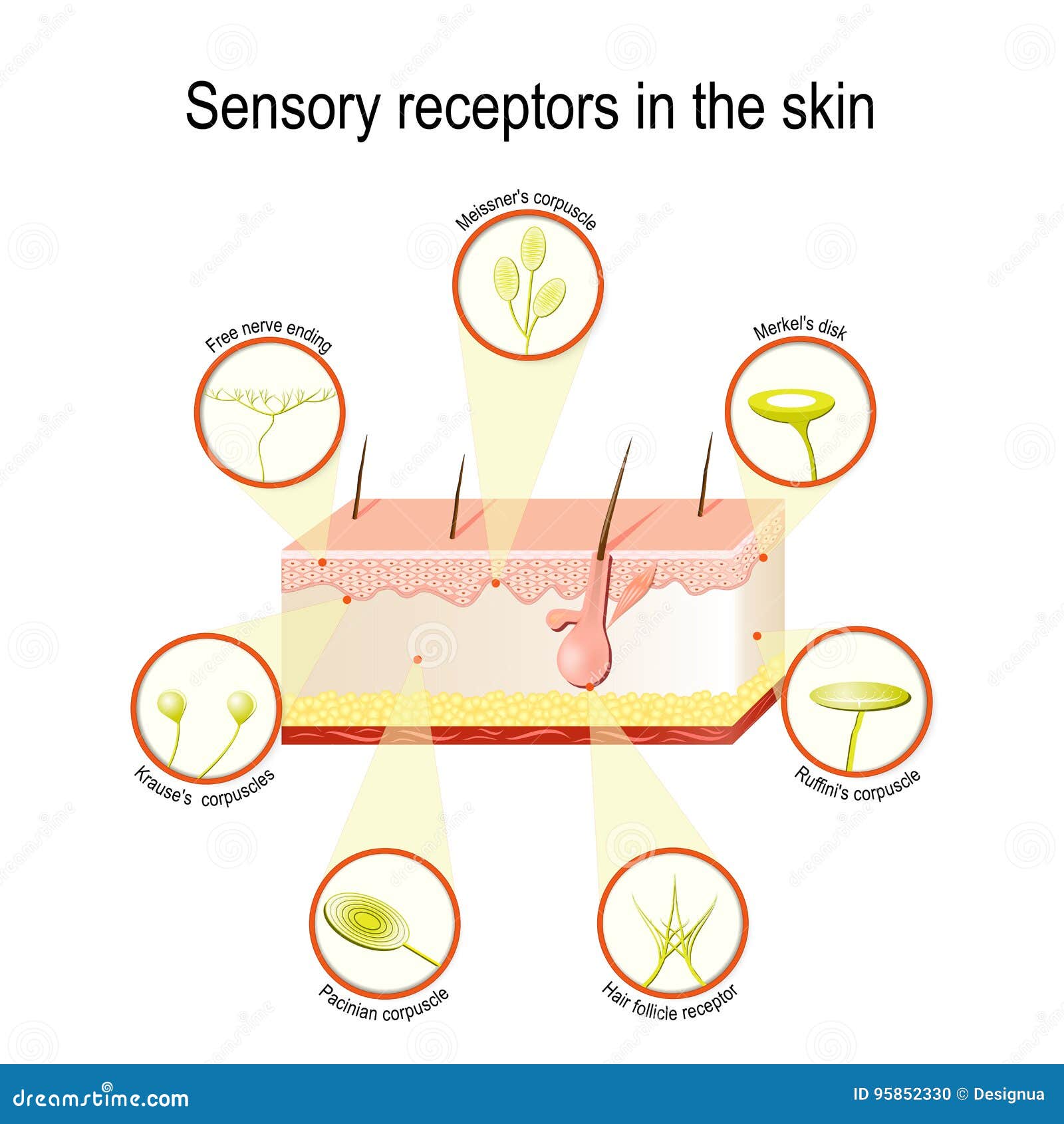 Sensoriska Receptors I Huden Vektor Illustrationer - Illustration av ...