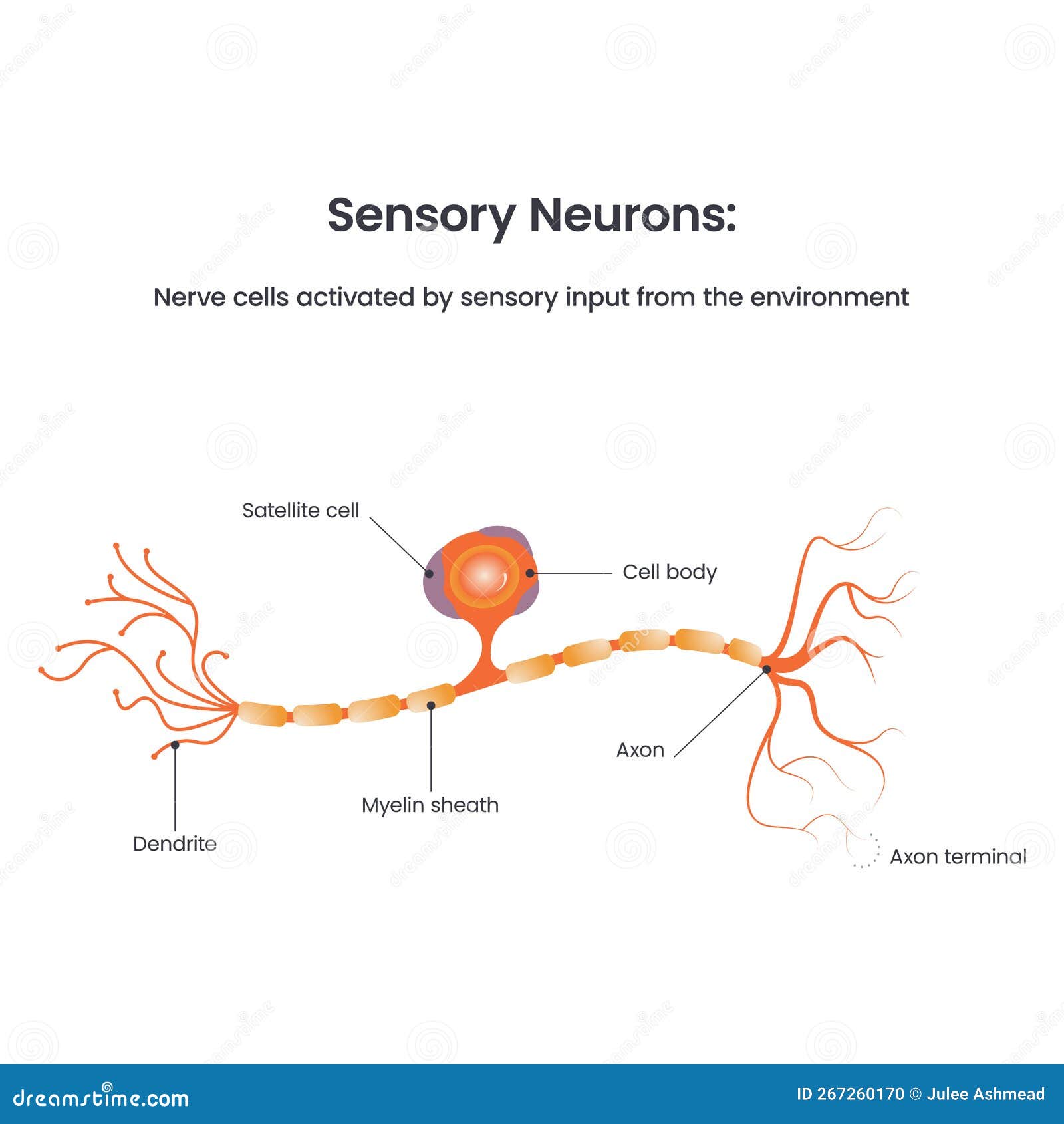 Sensory Neuron Diagram Biology Educational Vector Illustration Stock ...