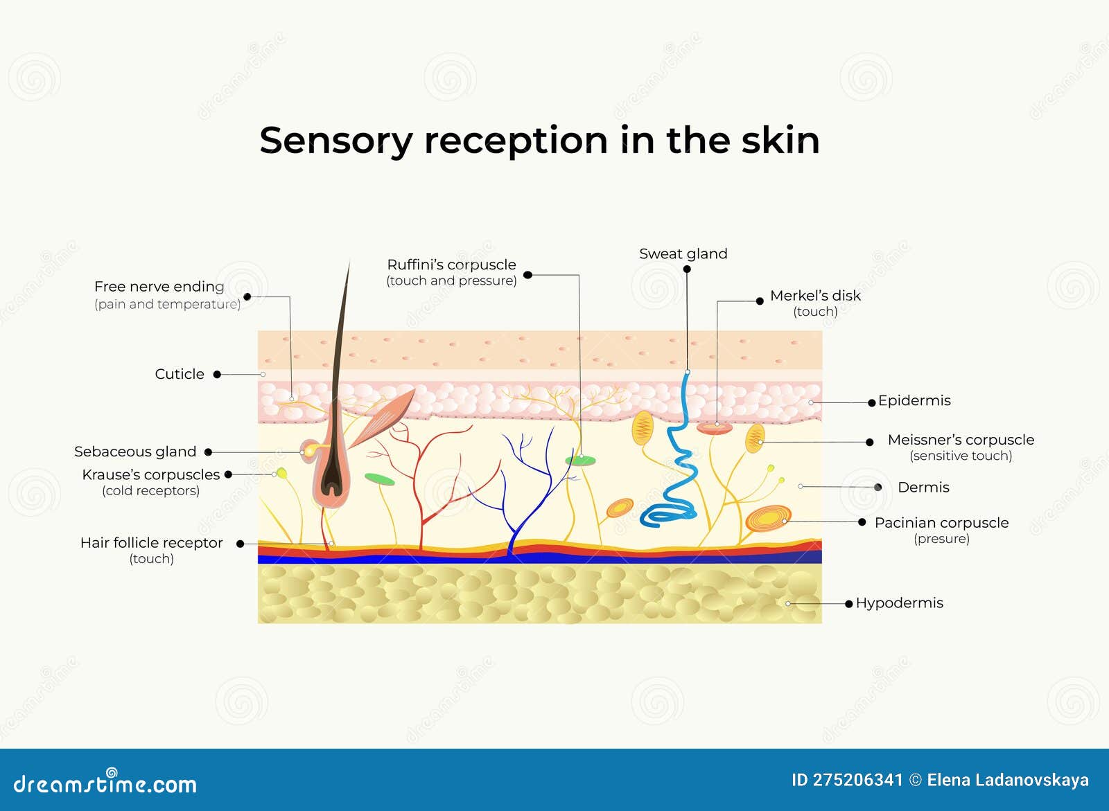 Sensory Reception in the Skin Dermatology Stock Vector - Illustration ...