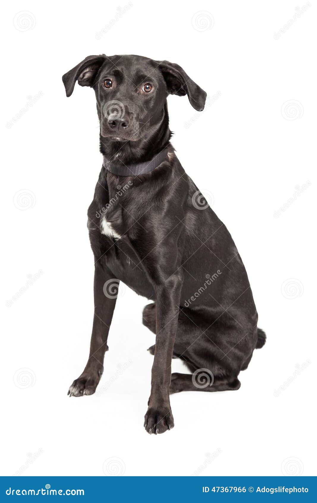 Sentada Cruzada Negra De Labrador Foto de archivo - Imagen de medio ...