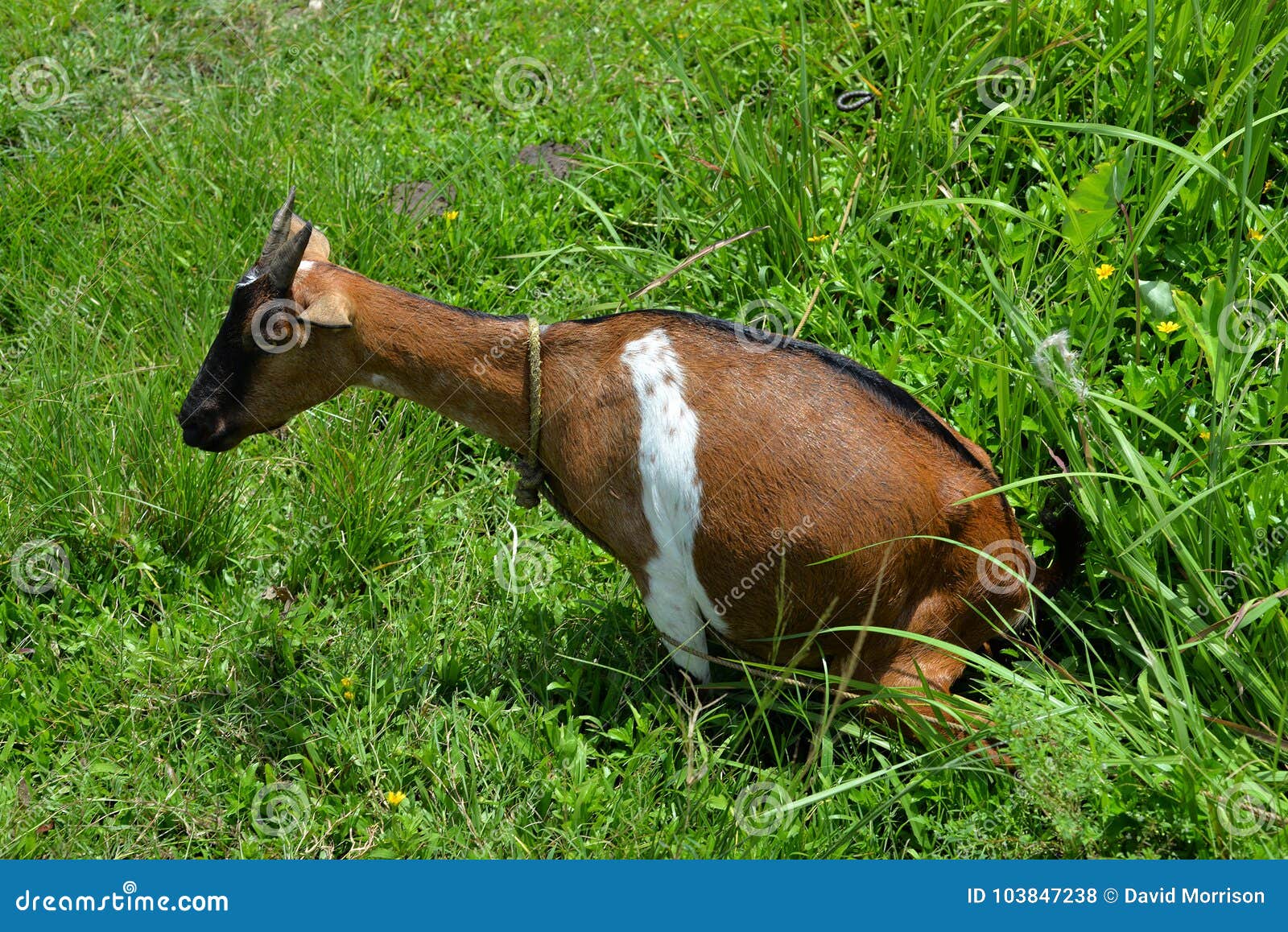 Sentada De La Cabra De Brown Foto de archivo - Imagen de campo ...