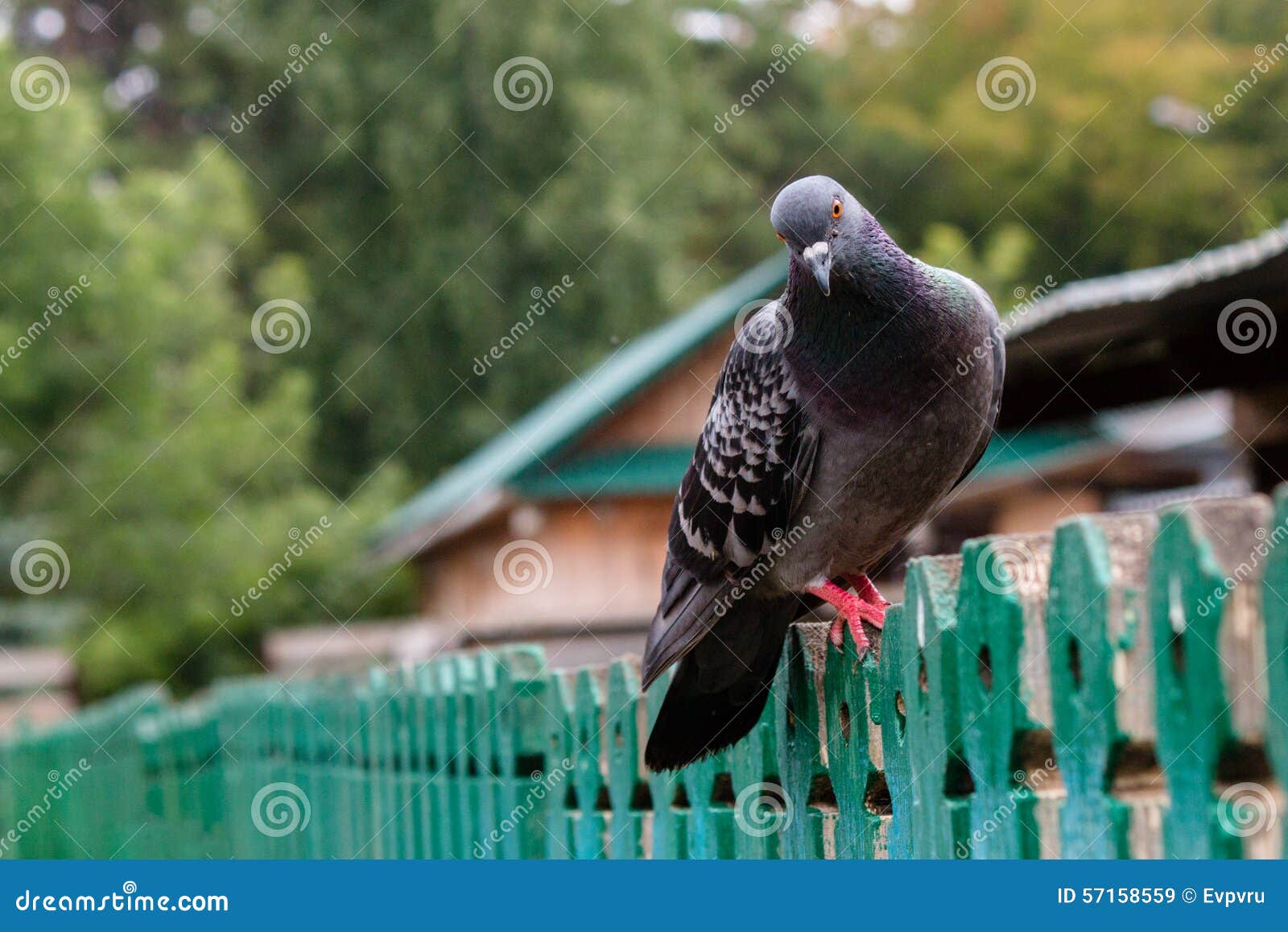 Sentada de la paloma imagen de archivo. Imagen de aldea - 57158559