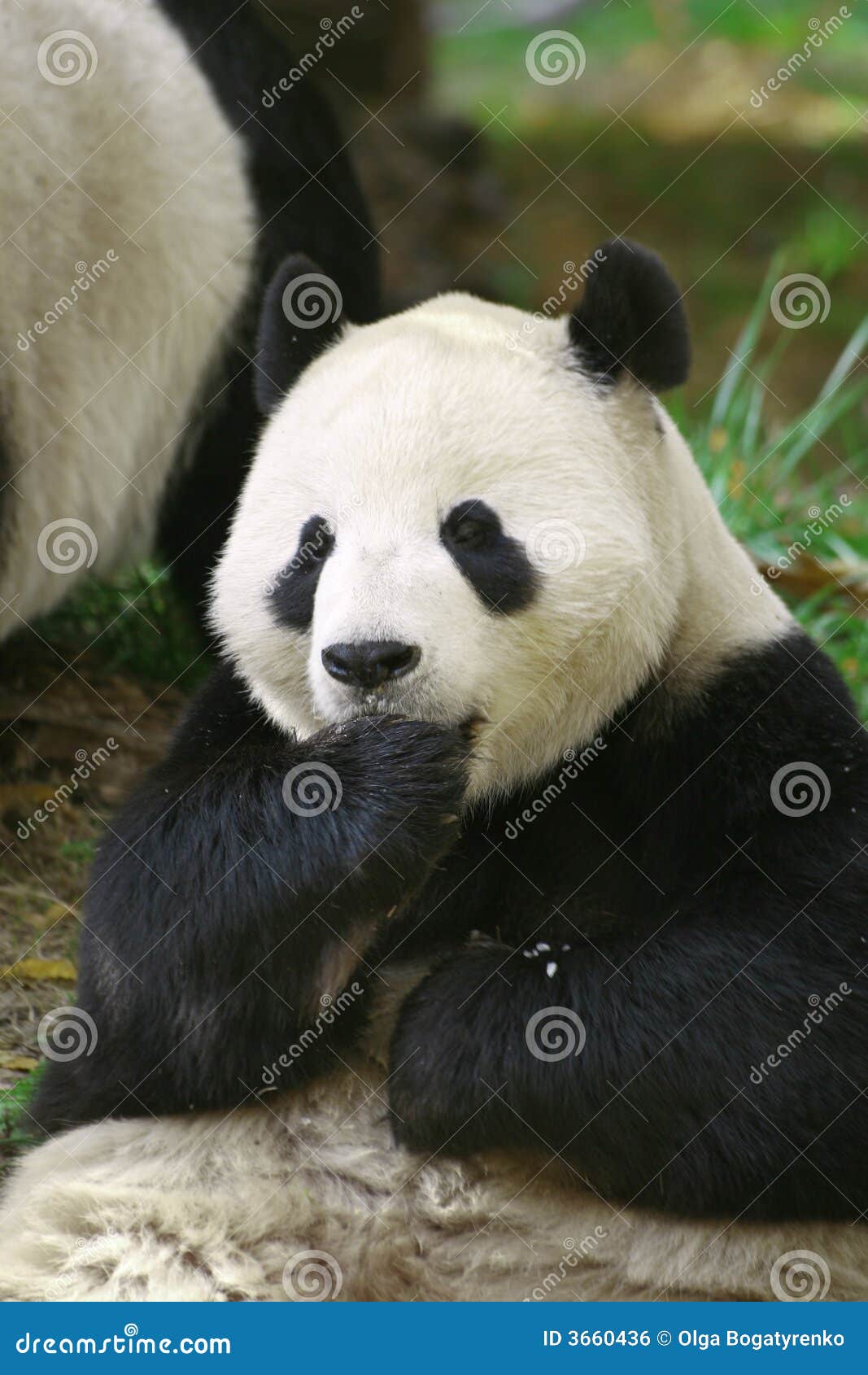 Sentada de la panda foto de archivo. Imagen de pata, endangered - 3660436