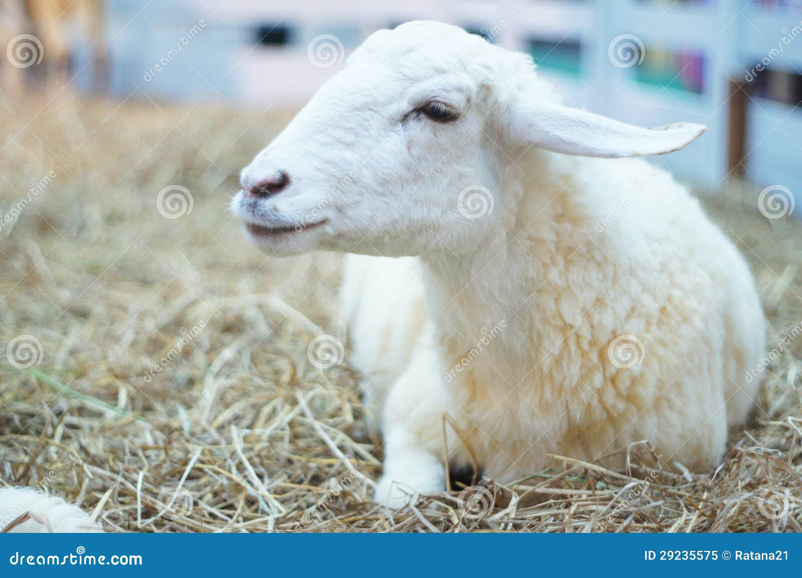 Sentada De Las Ovejas Blancas Imagen de archivo - Imagen de farmland ...