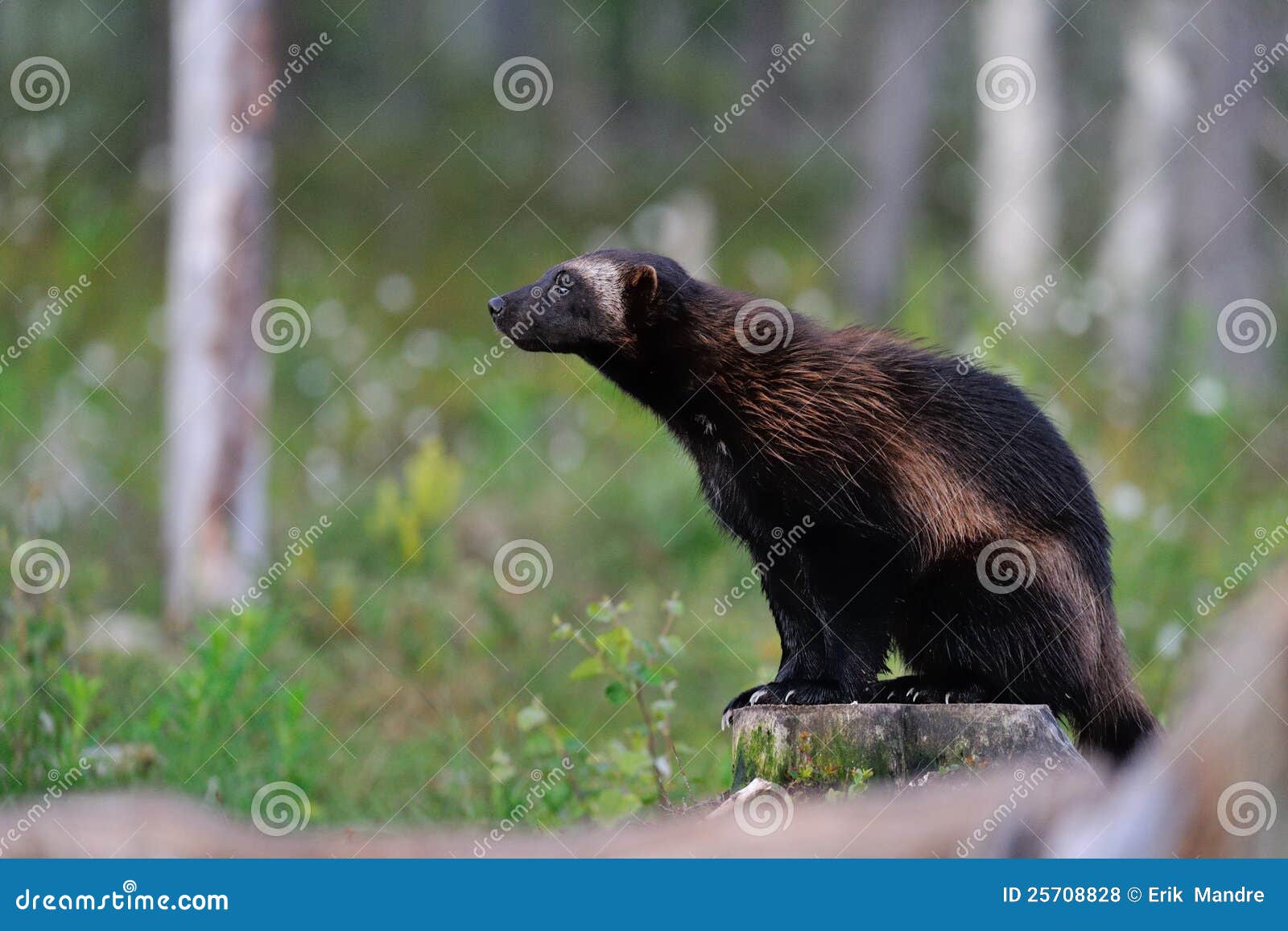 Sentada Del Carcayú (gulo Del Gulo) Foto de archivo - Imagen de yermo ...
