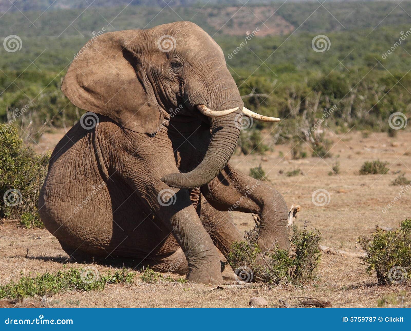 Sentada del elefante. imagen de archivo. Imagen de colmillos - 5759787