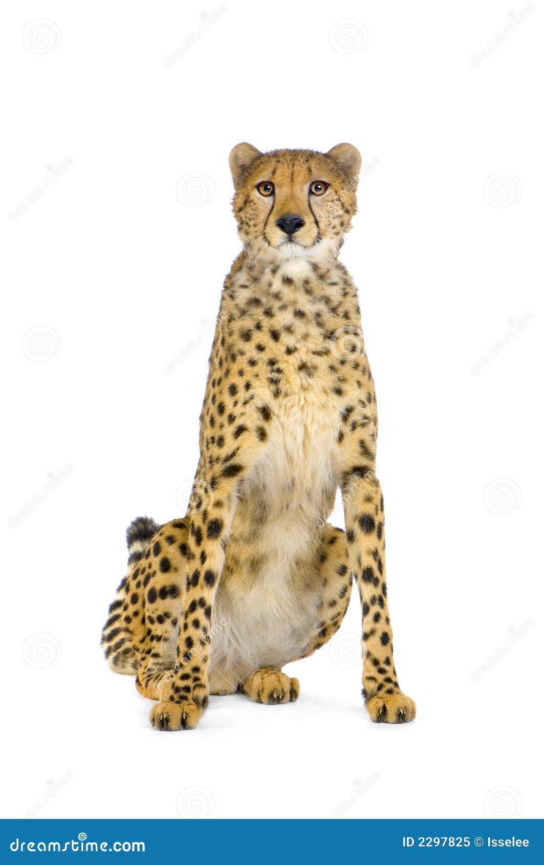 Sentada del guepardo; imagen de archivo. Imagen de fauna - 2297825