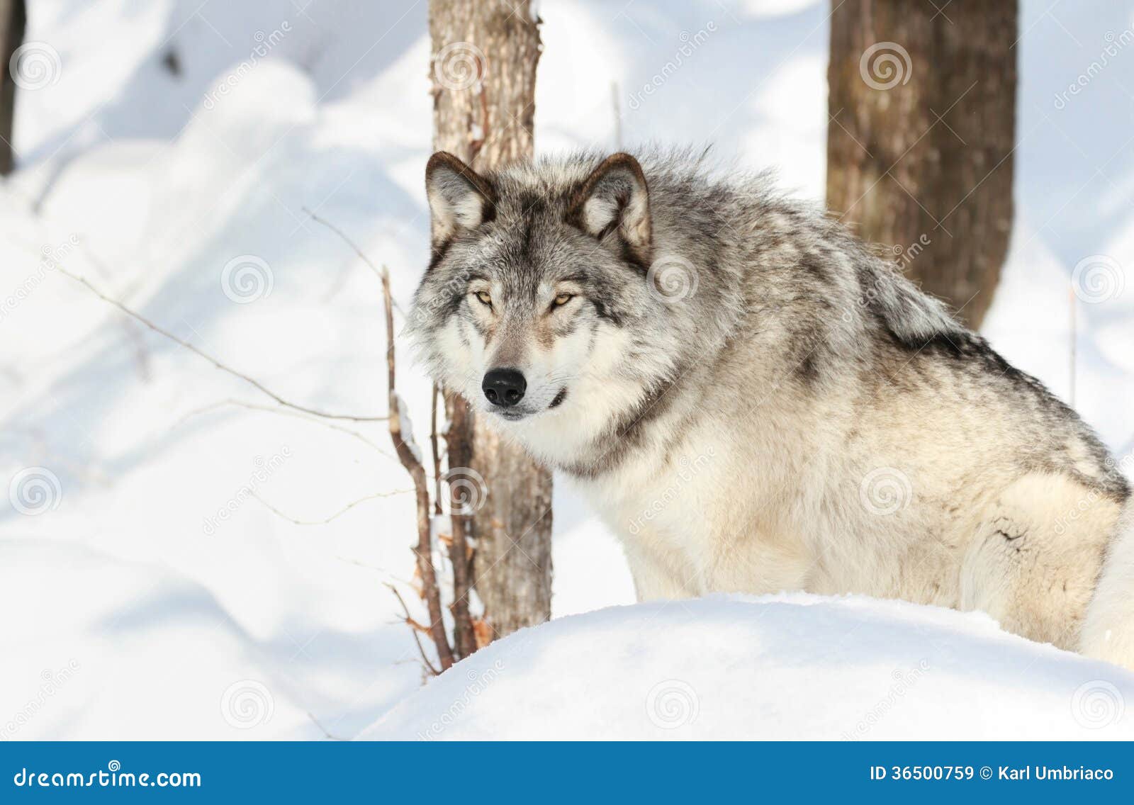 Sentada del lobo gris imagen de archivo. Imagen de invierno - 36500759