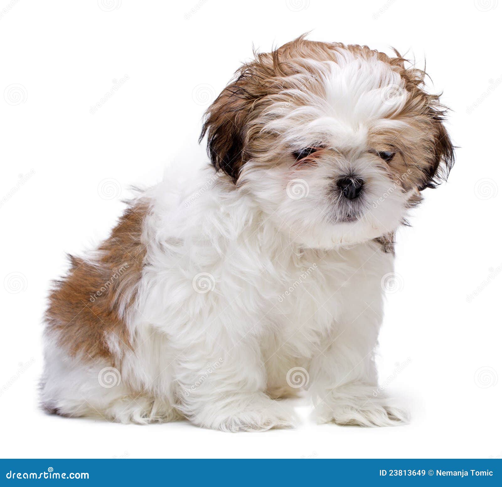 Sentada del perrito imagen de archivo. Imagen de poco - 23813649