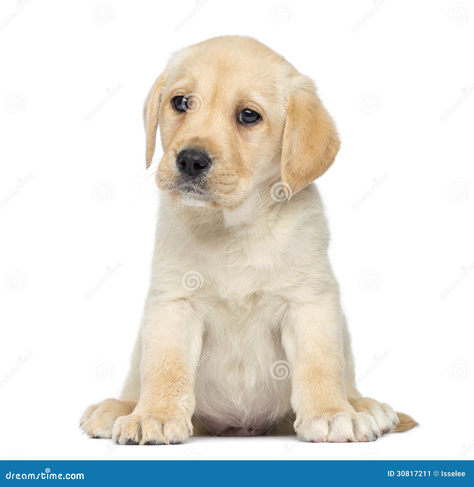 Sentada Del Perrito De Labrador Imagen de archivo - Imagen de perrito ...