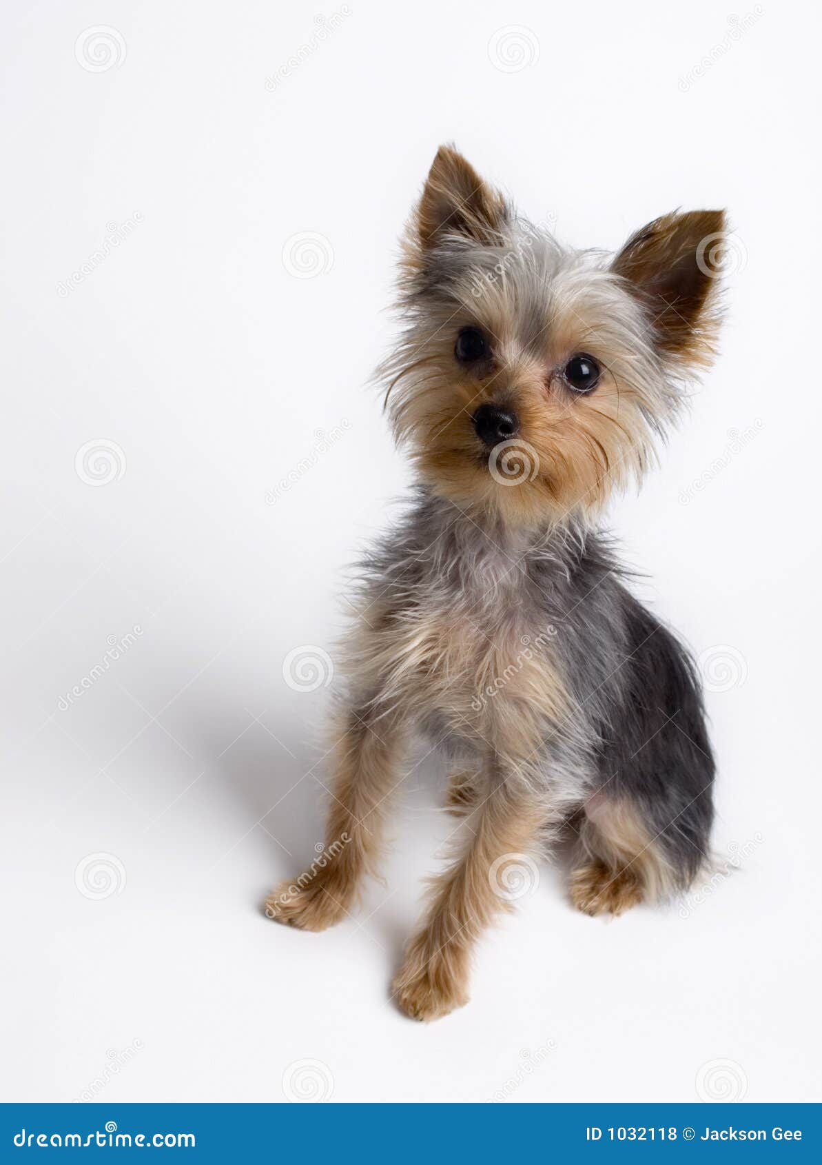 Sentada Del Perrito De Yorkie Foto de archivo - Imagen de bebé, animal ...