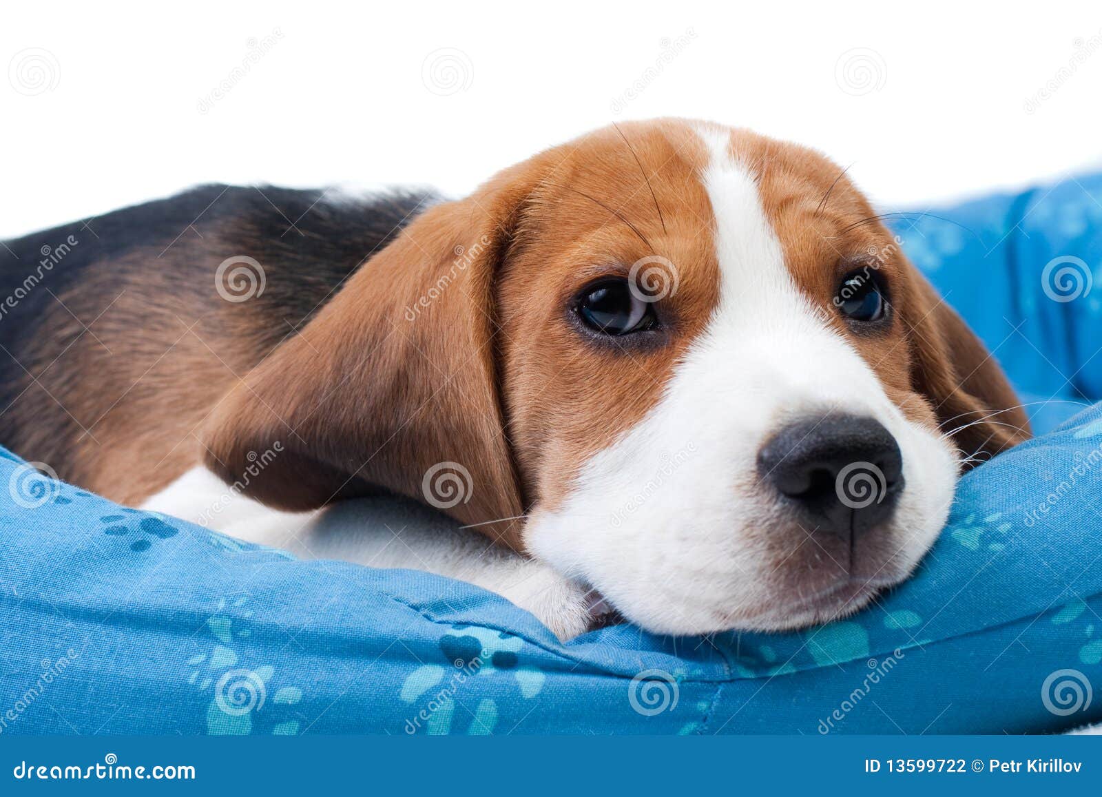 Sentada Del Perrito Del Beagle Foto de archivo - Imagen de aislado ...