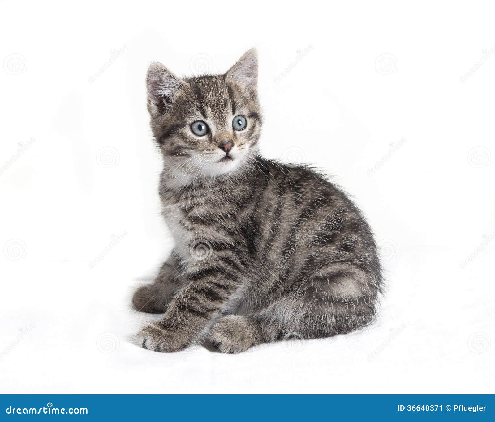 Sentada Gris Del Gato De Gato Atigrado Stock Images - 1,002 Photos