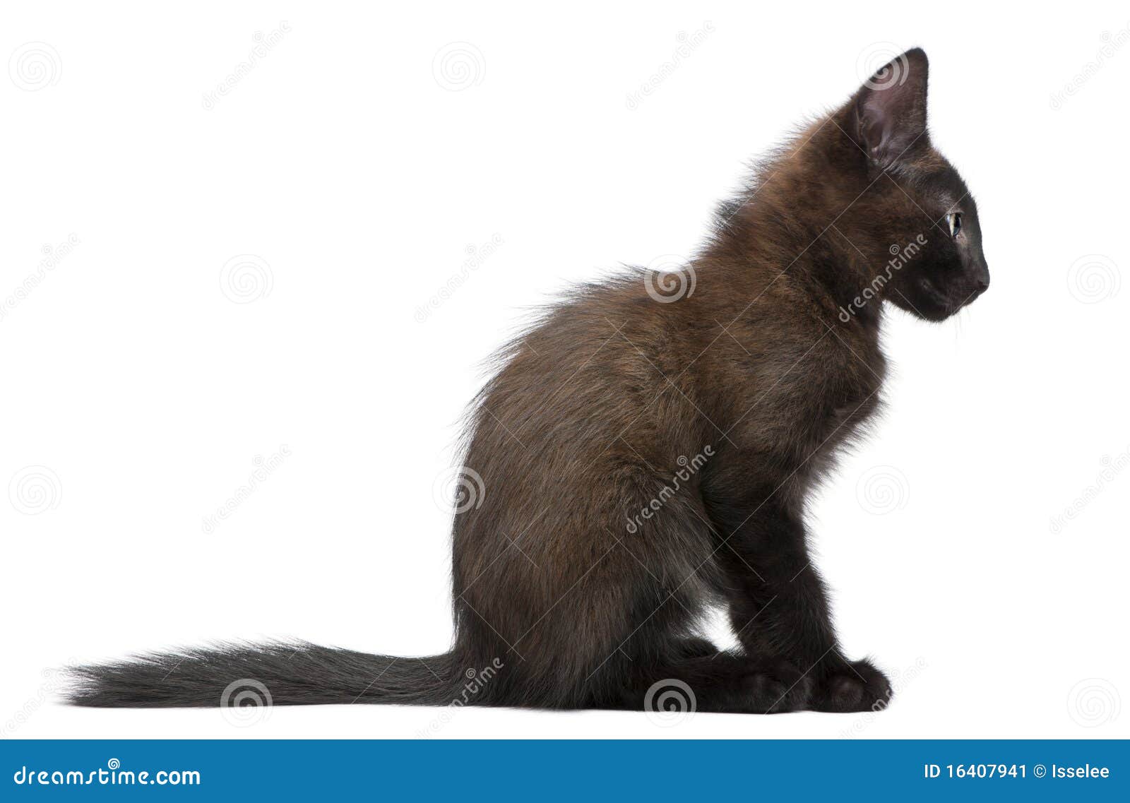 Sentada negra del gatito imagen de archivo. Imagen de atento - 16407941