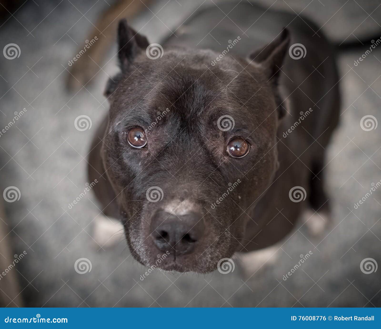 Sentada negra del pitbul foto de archivo. Imagen de obedientemente ...