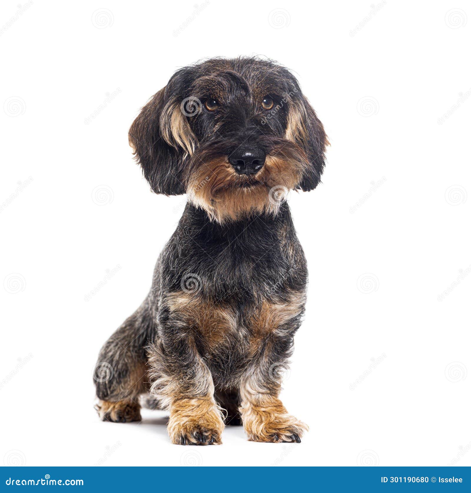 Sentado Perro Dachshund De Pelo Largo Mirando Aislado En Blanco Foto de ...