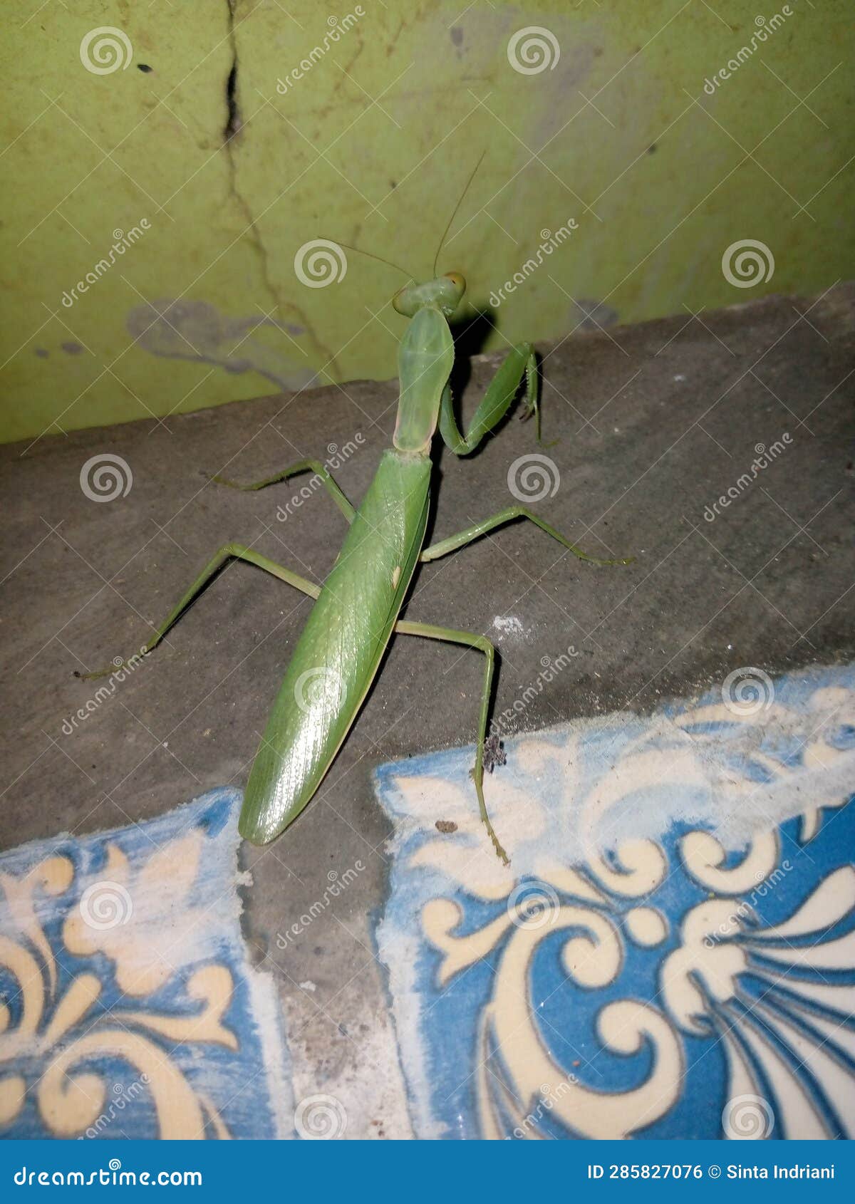 Sentadu Grasshopper with Green Color Stock Photo - Image of grasshopper ...