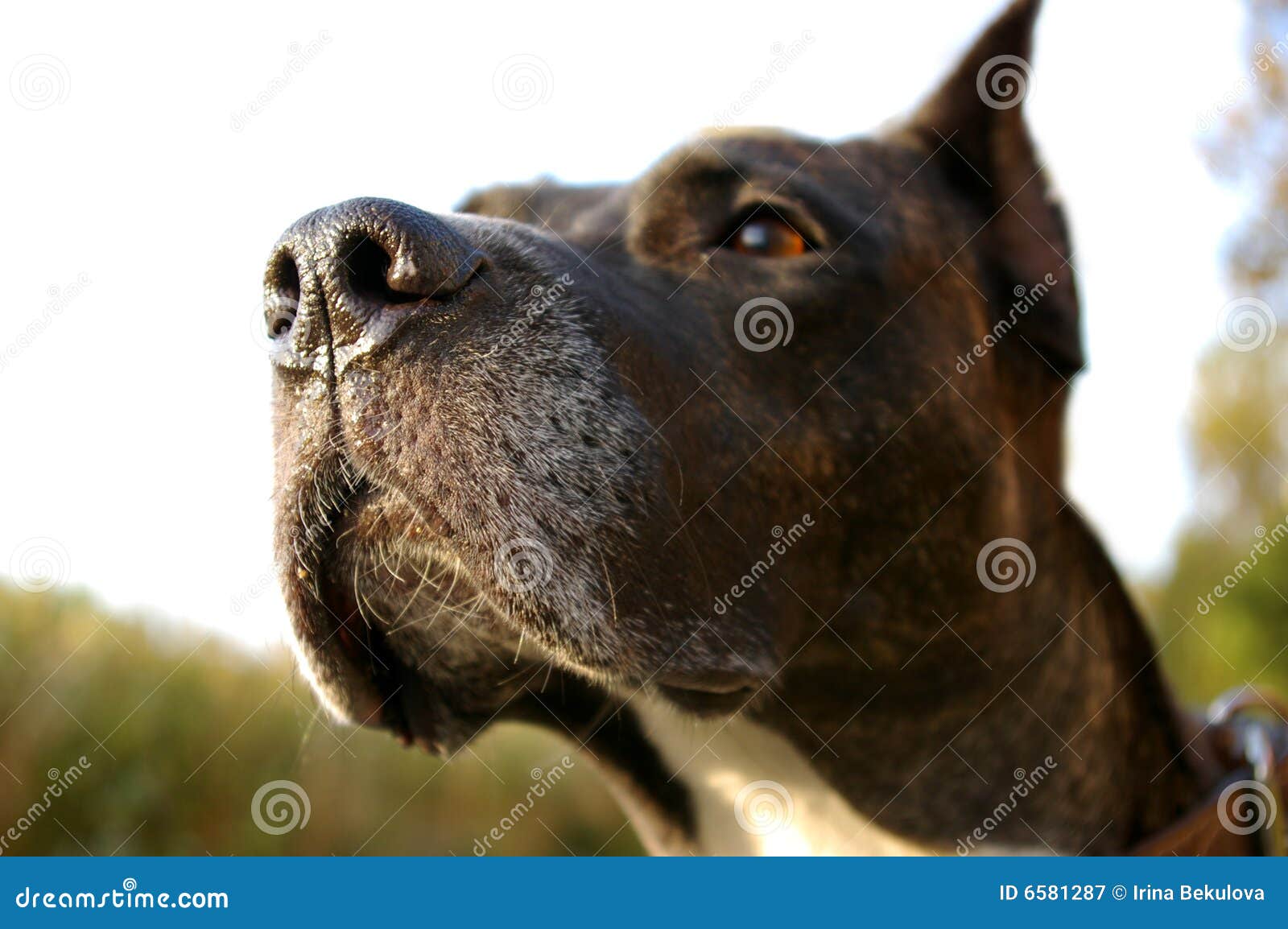 Sentido del perro del olor imagen de archivo. Imagen de animales - 6581287