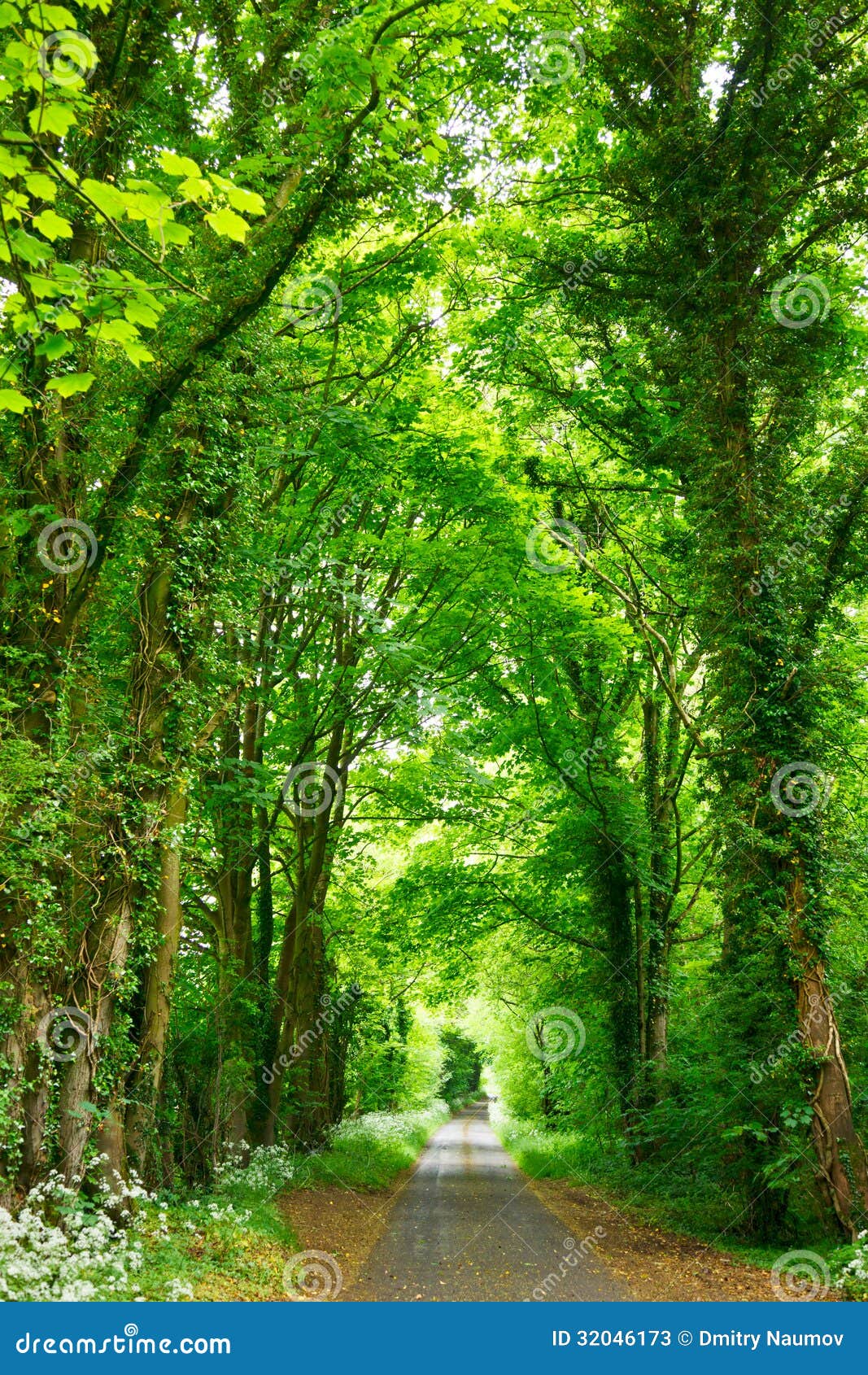 Sentiero forestale immagine stock. Immagine di vicolo - 32046173