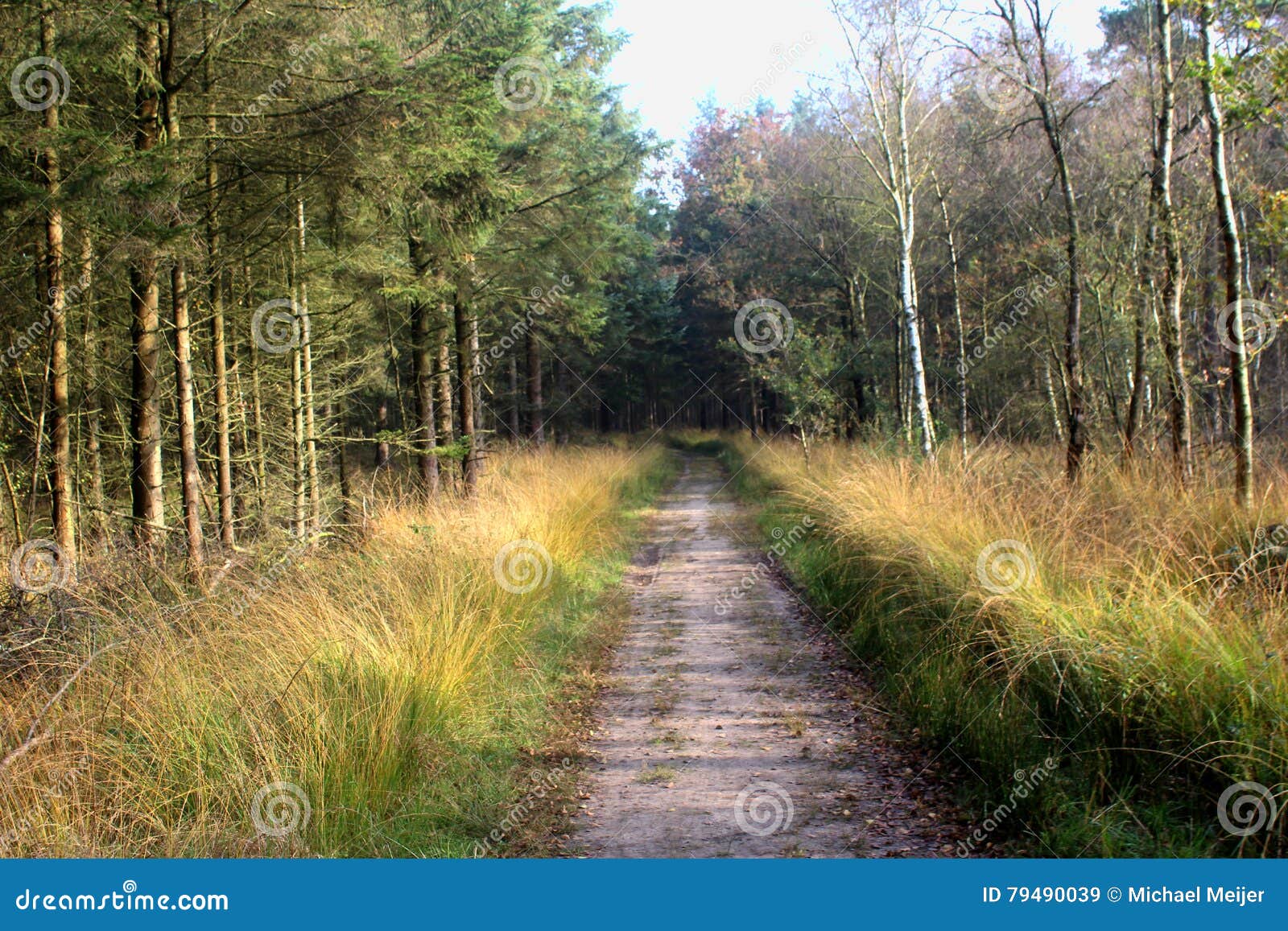 Sentiero Forestale Circondato Con Gli Alberi Della Conifera Immagine ...