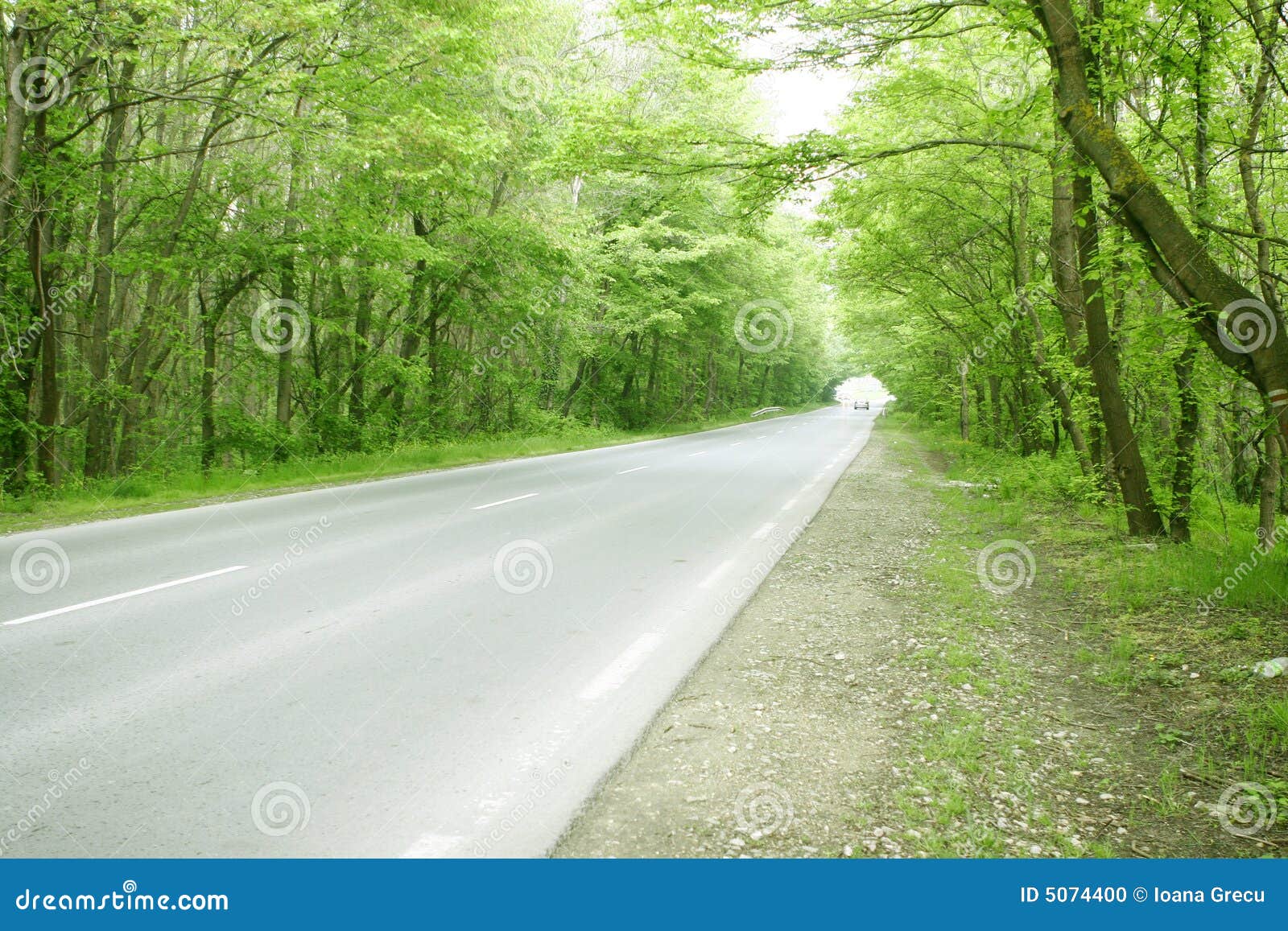 Sentiero forestale verde fotografia stock. Immagine di arricciato - 5074400