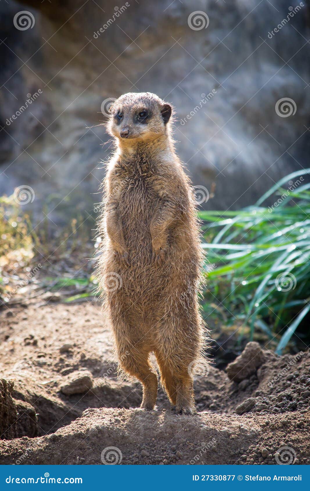The sentinel stock image. Image of wildlife, profile - 27330877