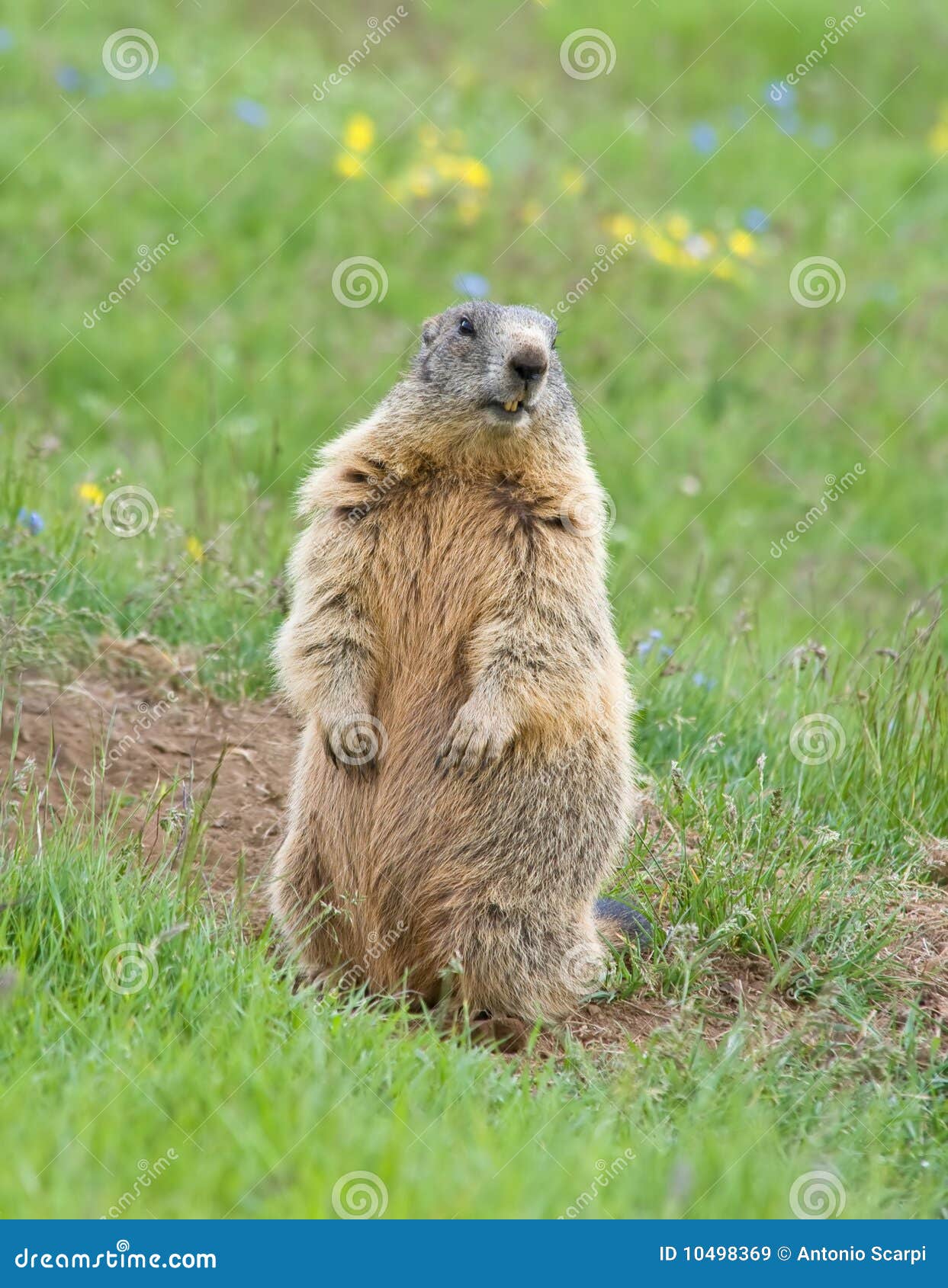 Sentinel marmot stock image. Image of prairie, italy - 10498369