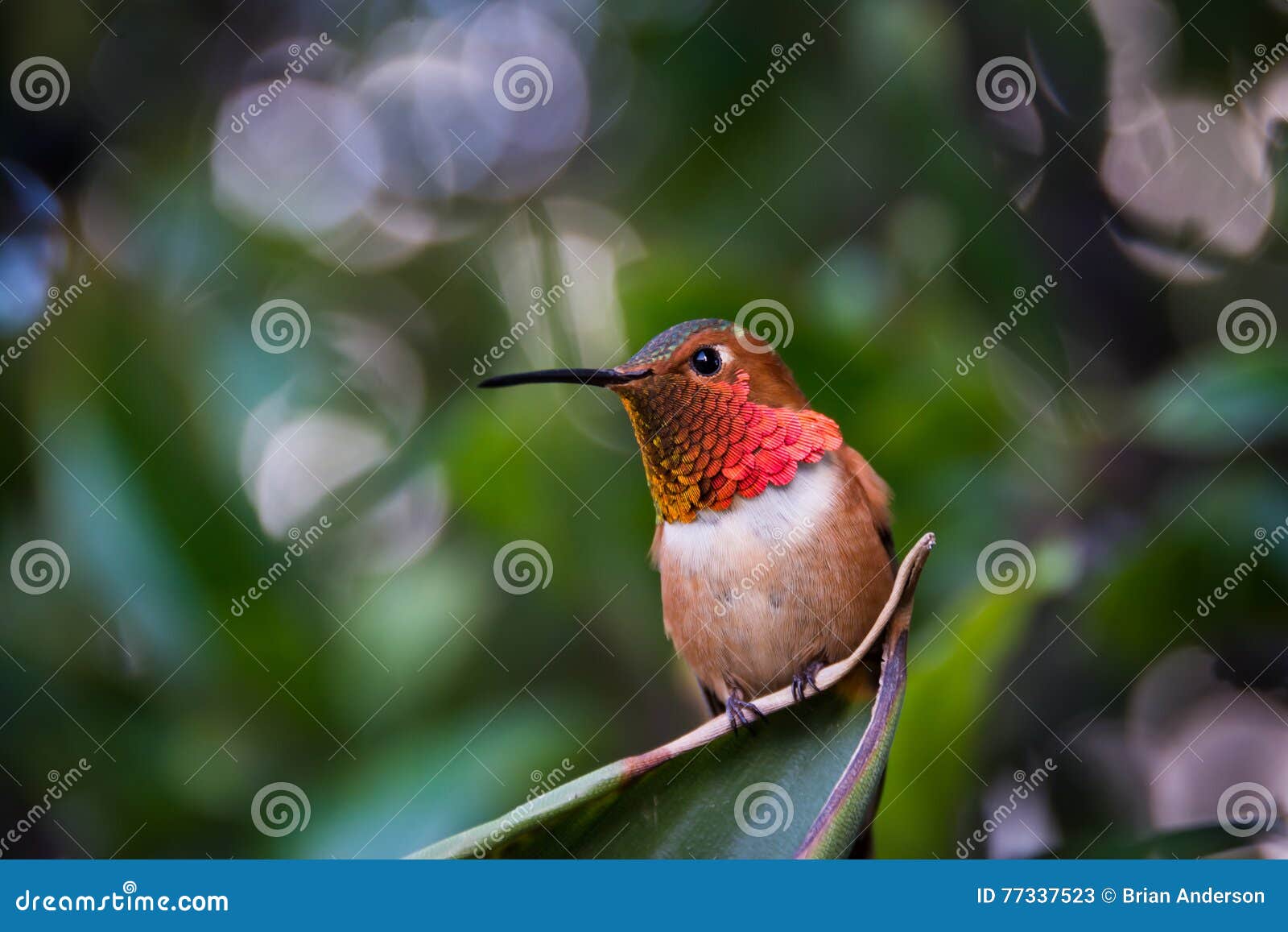 SENTINEL stock image. Image of rufous, wildlife, leaf - 77337523
