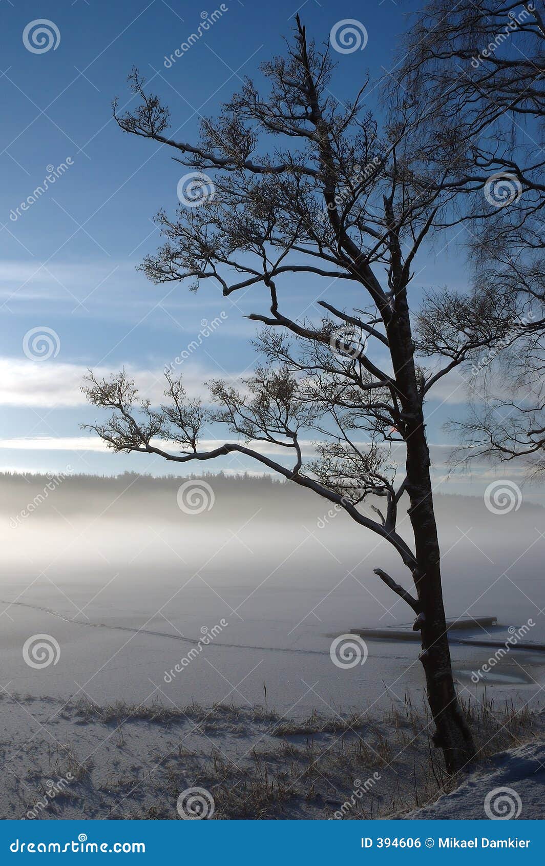 Sentinel Tree Picture. Image: 394606