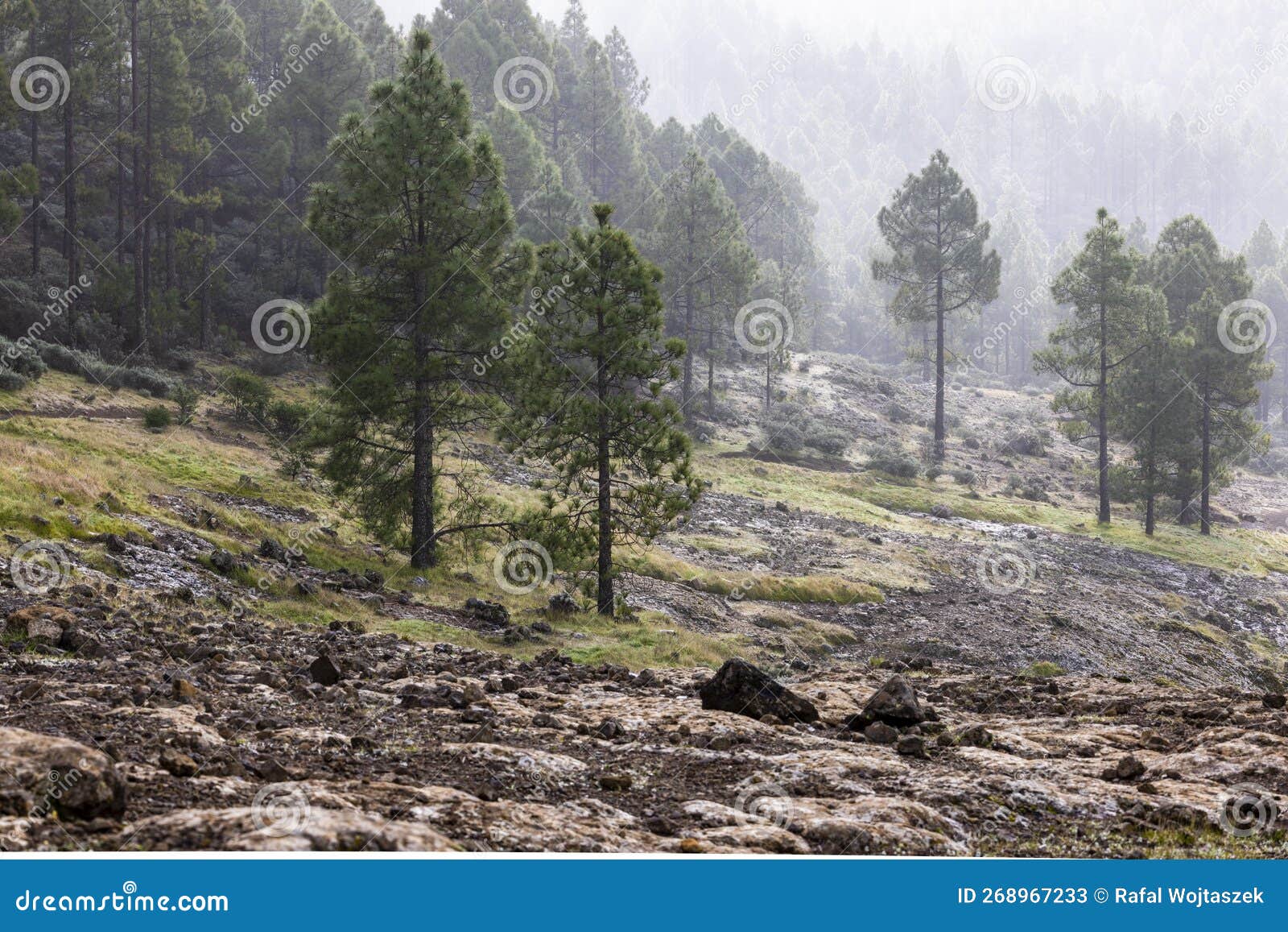 The Sentinel Trees: Guarding the Misty Forest Stock Image - Image of ...