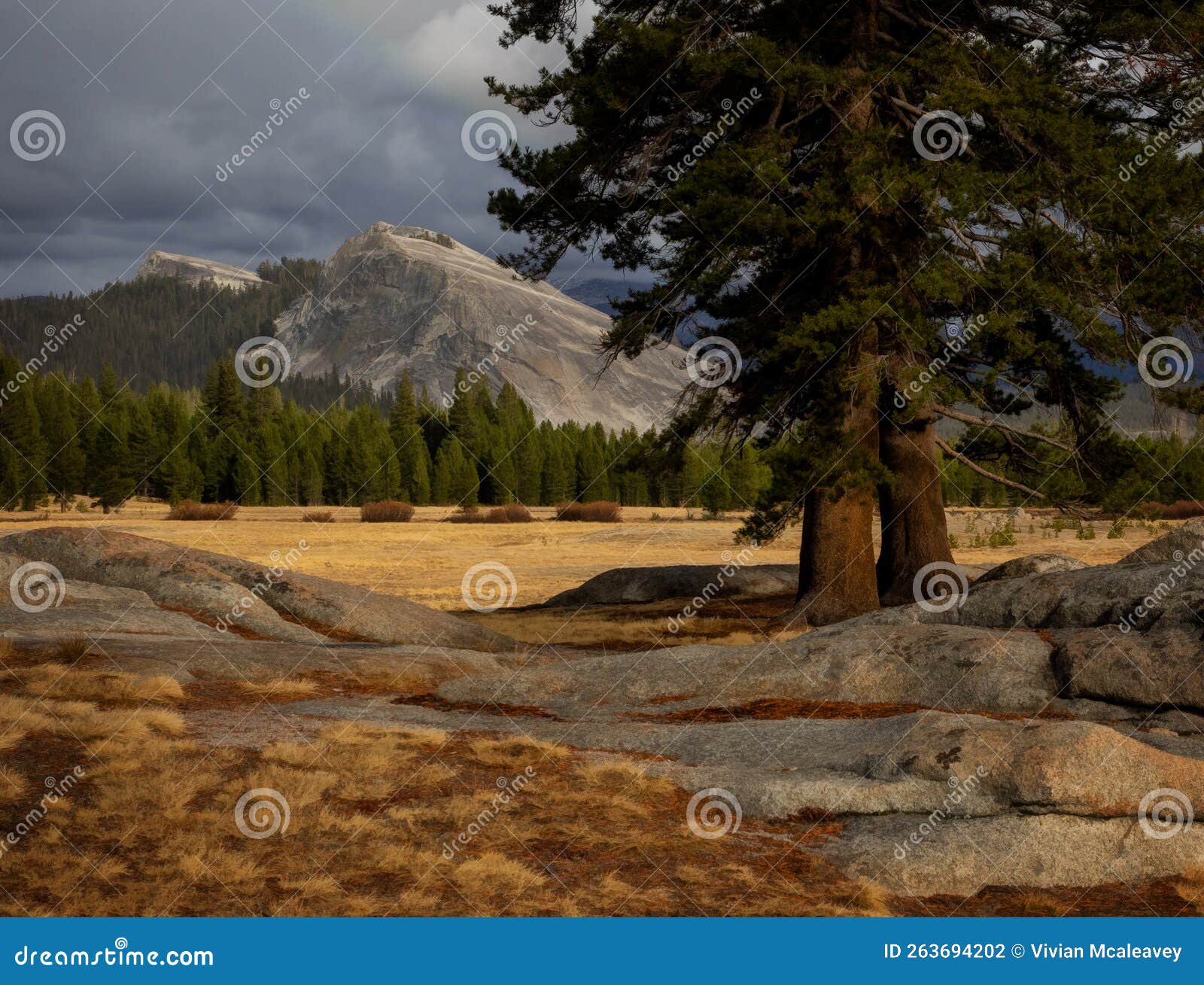Fall Colors and Granite Cliffs in Yosemite Stock Photo - Image of fall ...