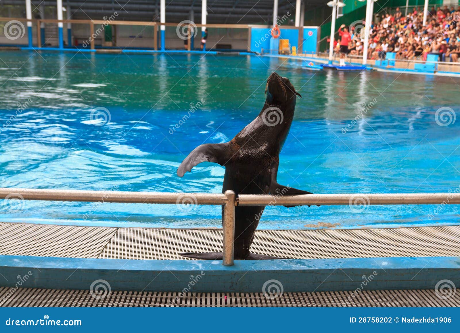 Sentosa underwater show editorial photography. Image of life - 28758202