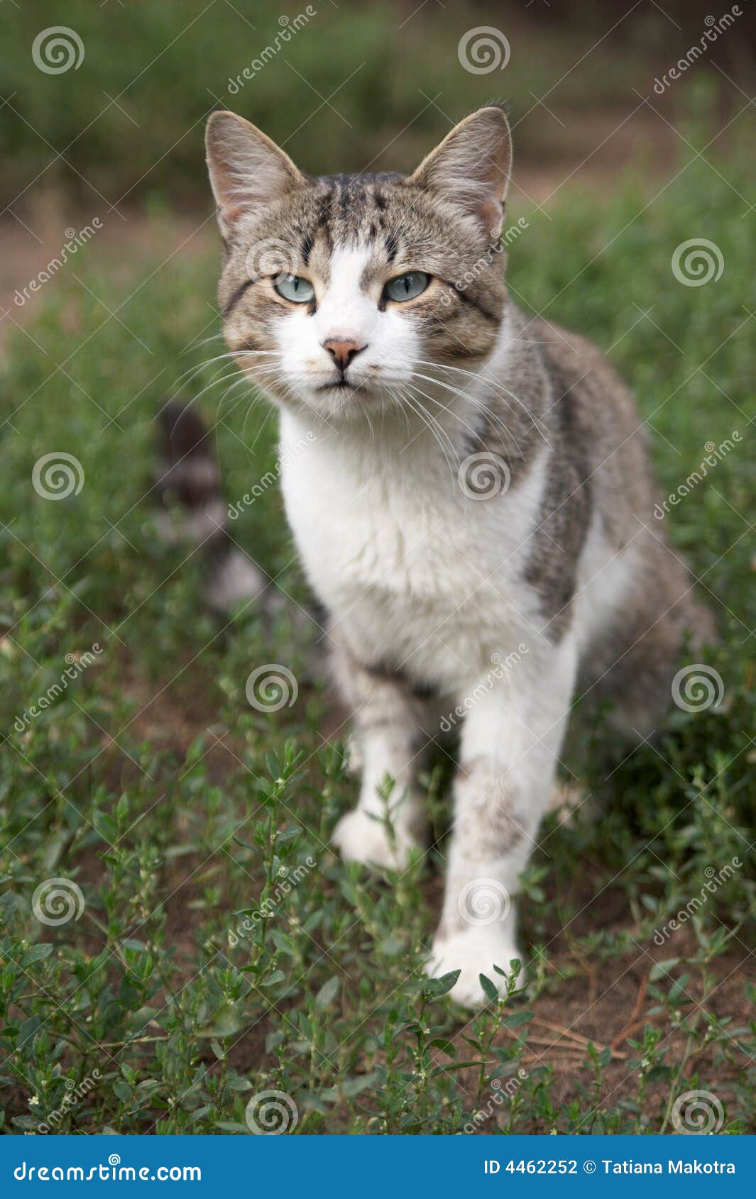 Sentry cat stock photo. Image of pawed, mammal, kitty - 4462252