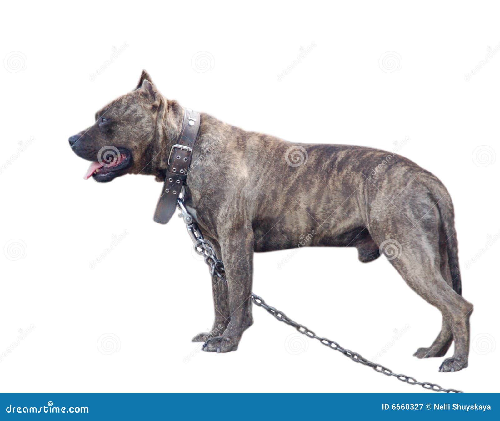 Sentry dog stock image. Image of isolated, waiting, standing - 6660327
