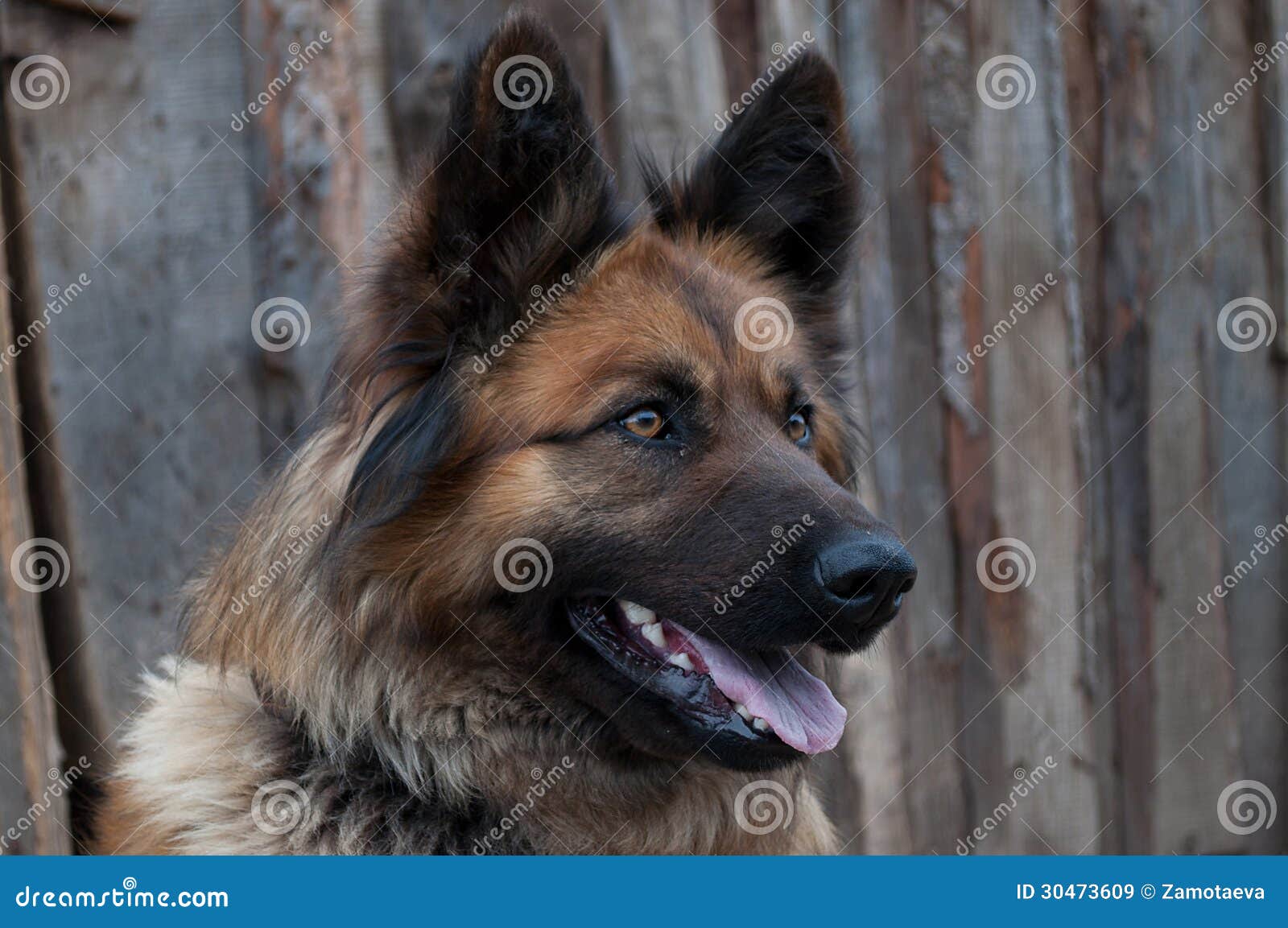 Sentry dog stock image. Image of vigilance, brown, safety - 30473609