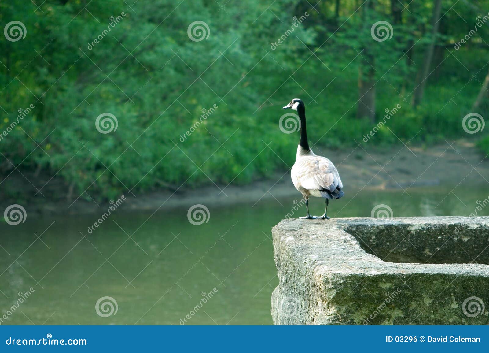 Sentry - goose stock photo. Image of peir, stream, water - 3296